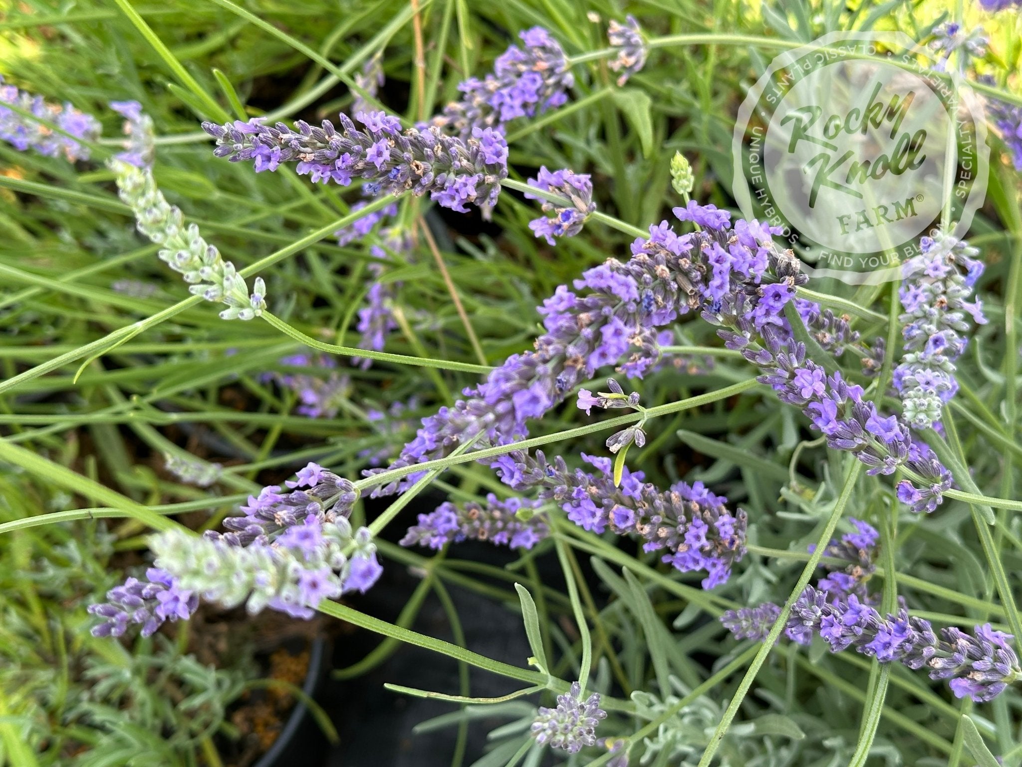 Grosso Lavender (Lavandula x intermedia) - Rocky Knoll Farm