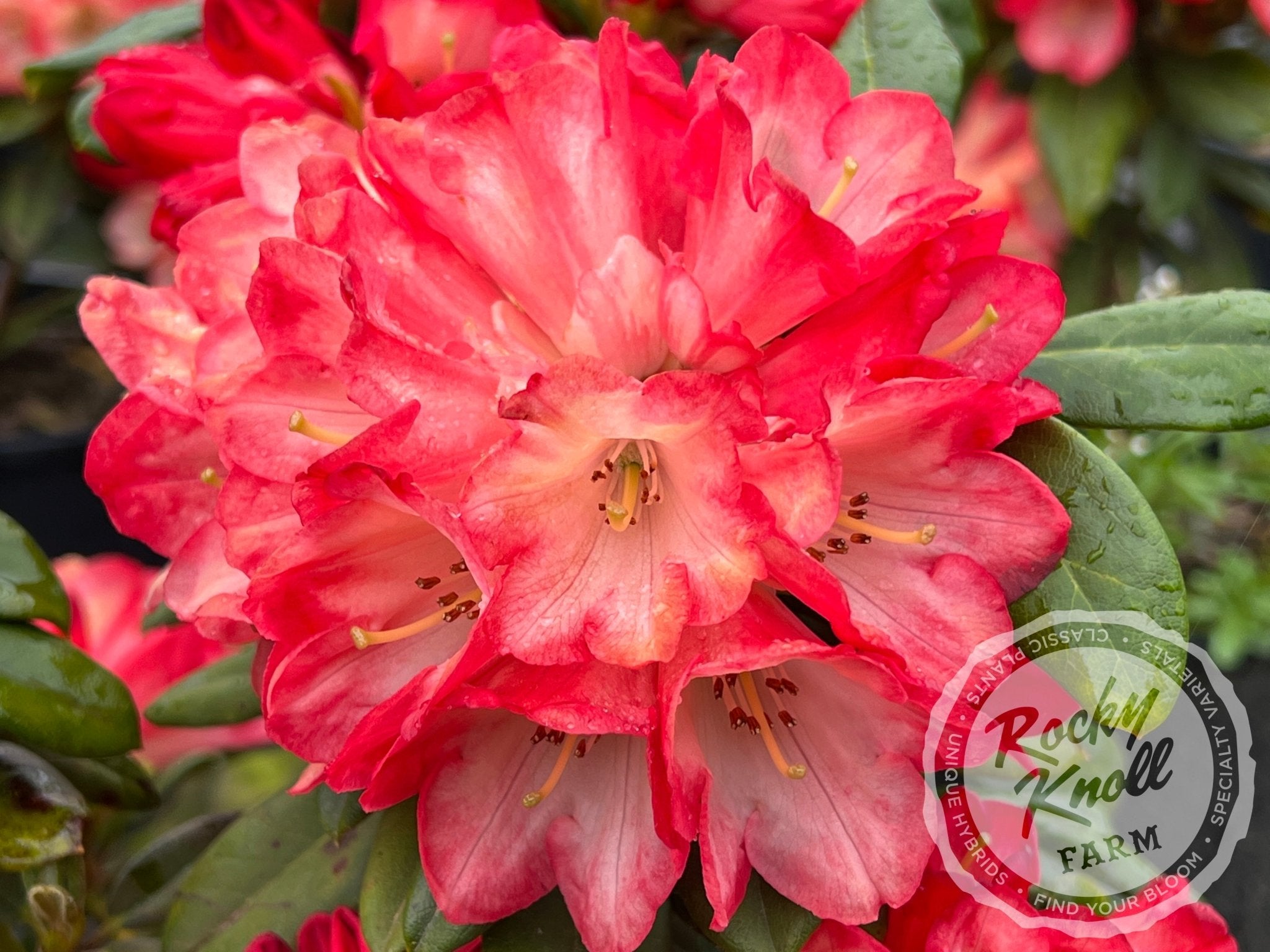 Bruce Briggs - Rocky Knoll Farm