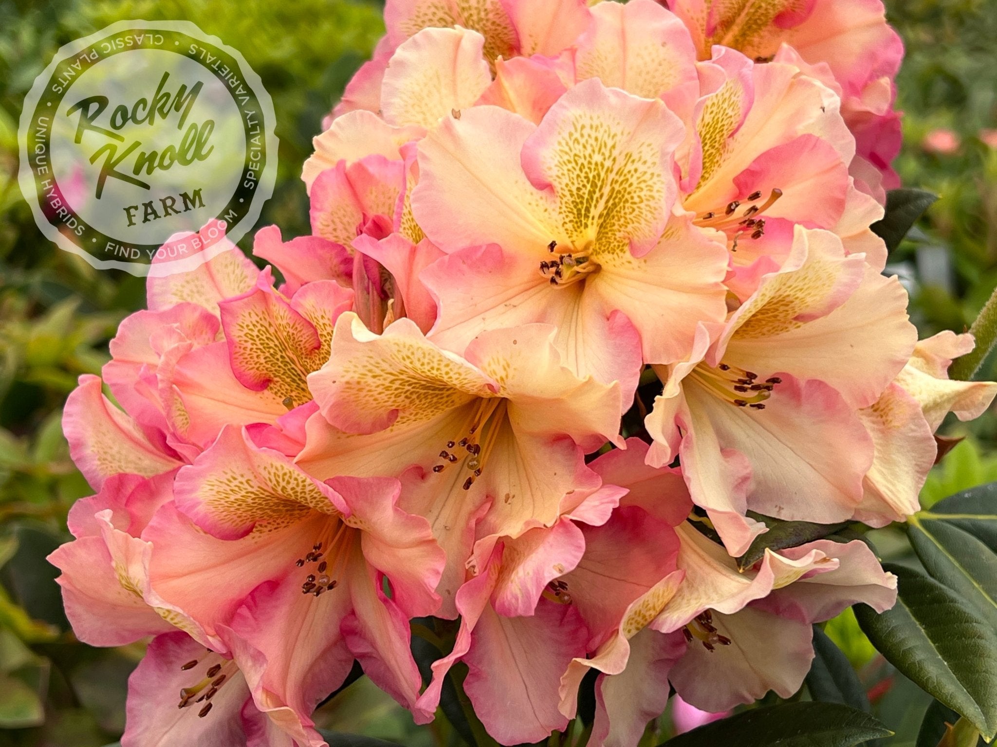 Circus - Rocky Knoll Farm