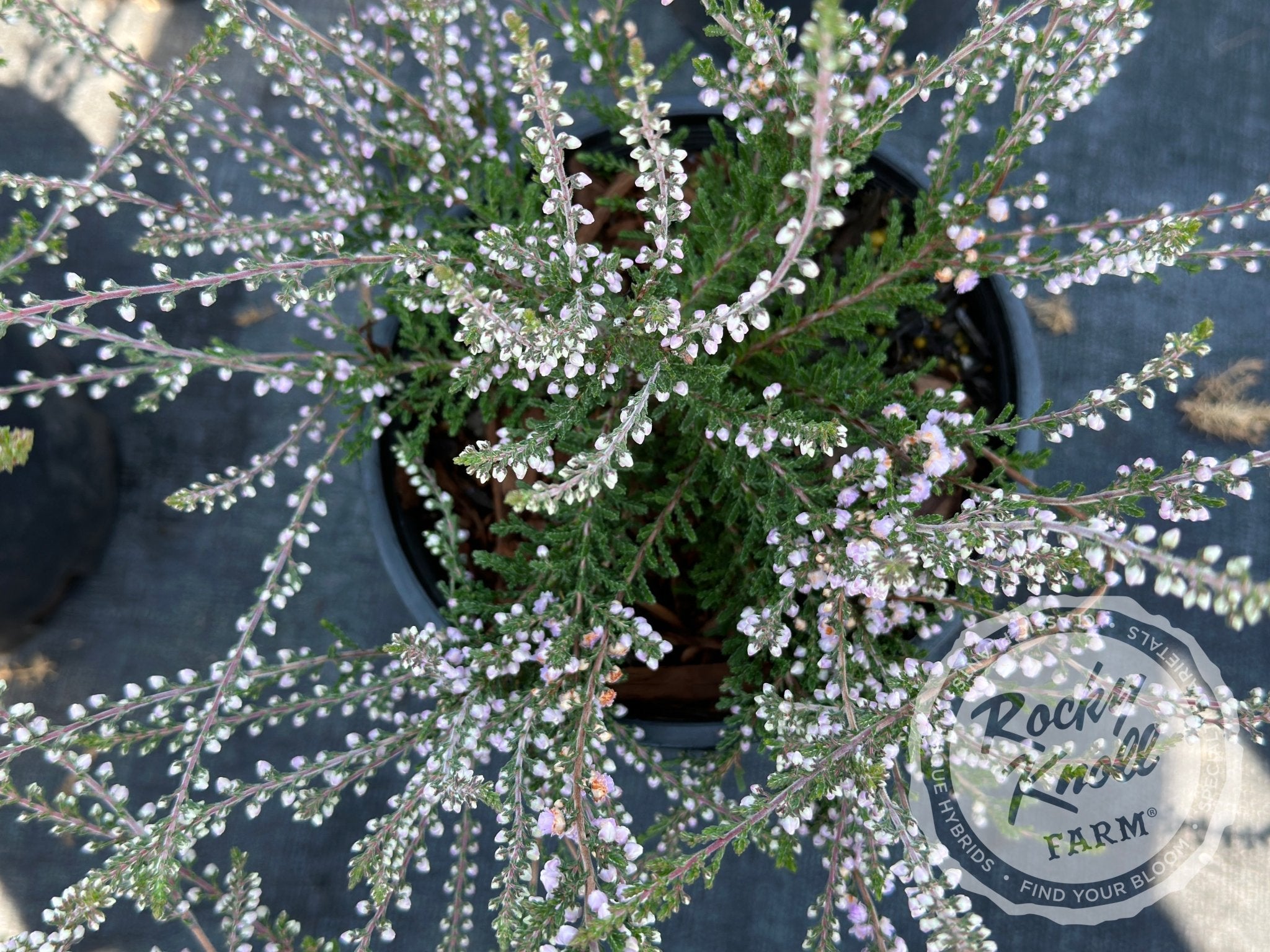 Calluna Vulgaris White