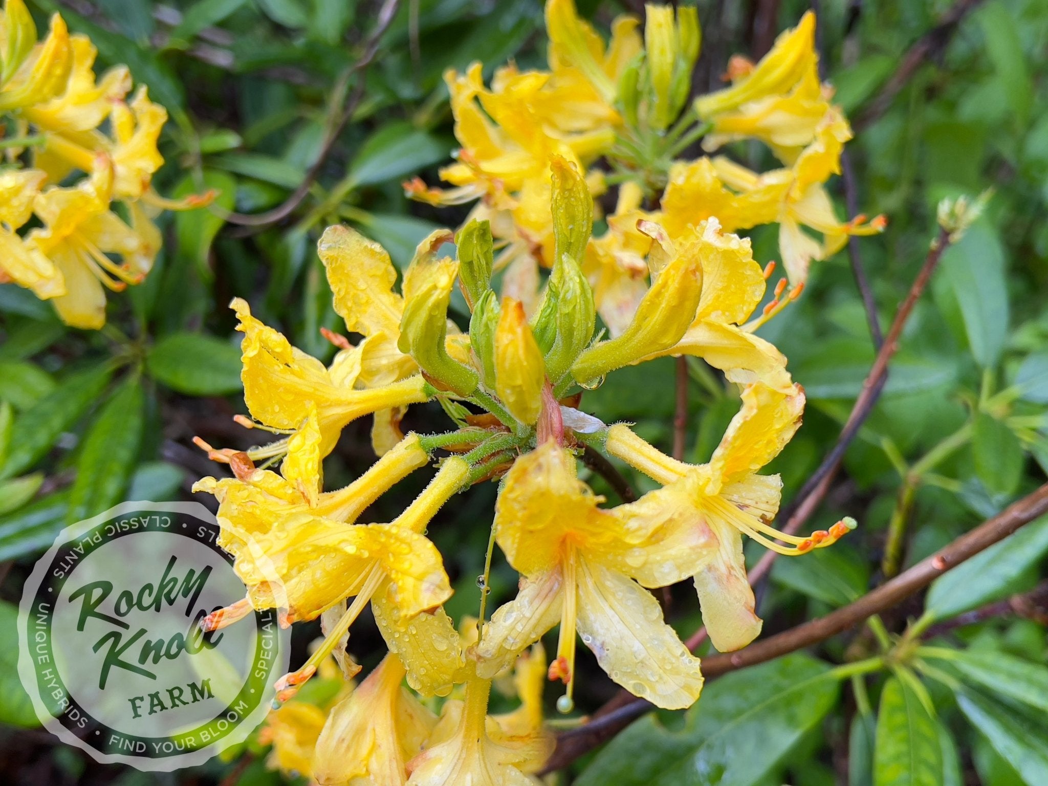 Honeysuckle azalea (Rhododondron Luteum) - Rocky Knoll Farm