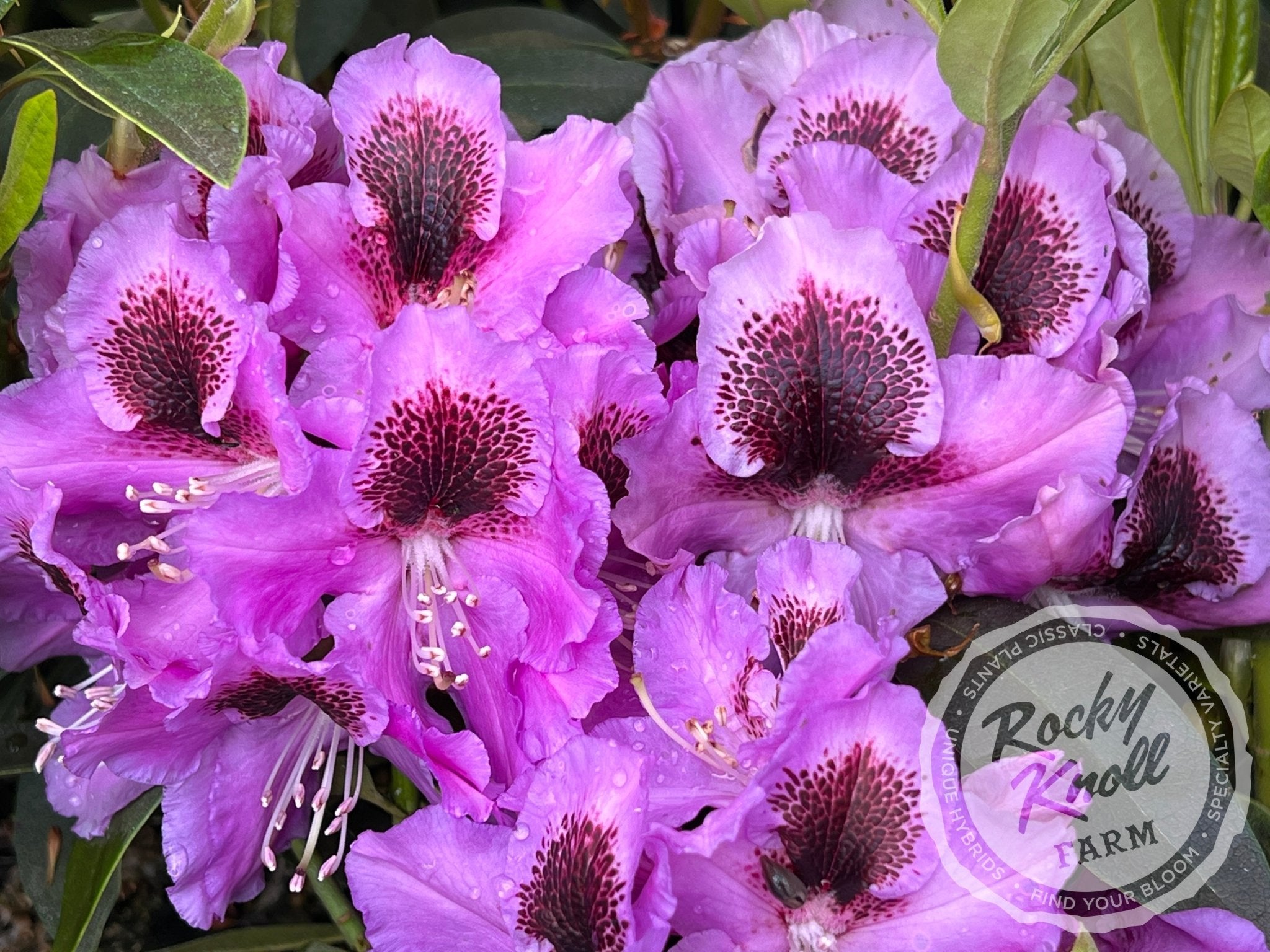 Plants - Rocky Knoll Farm