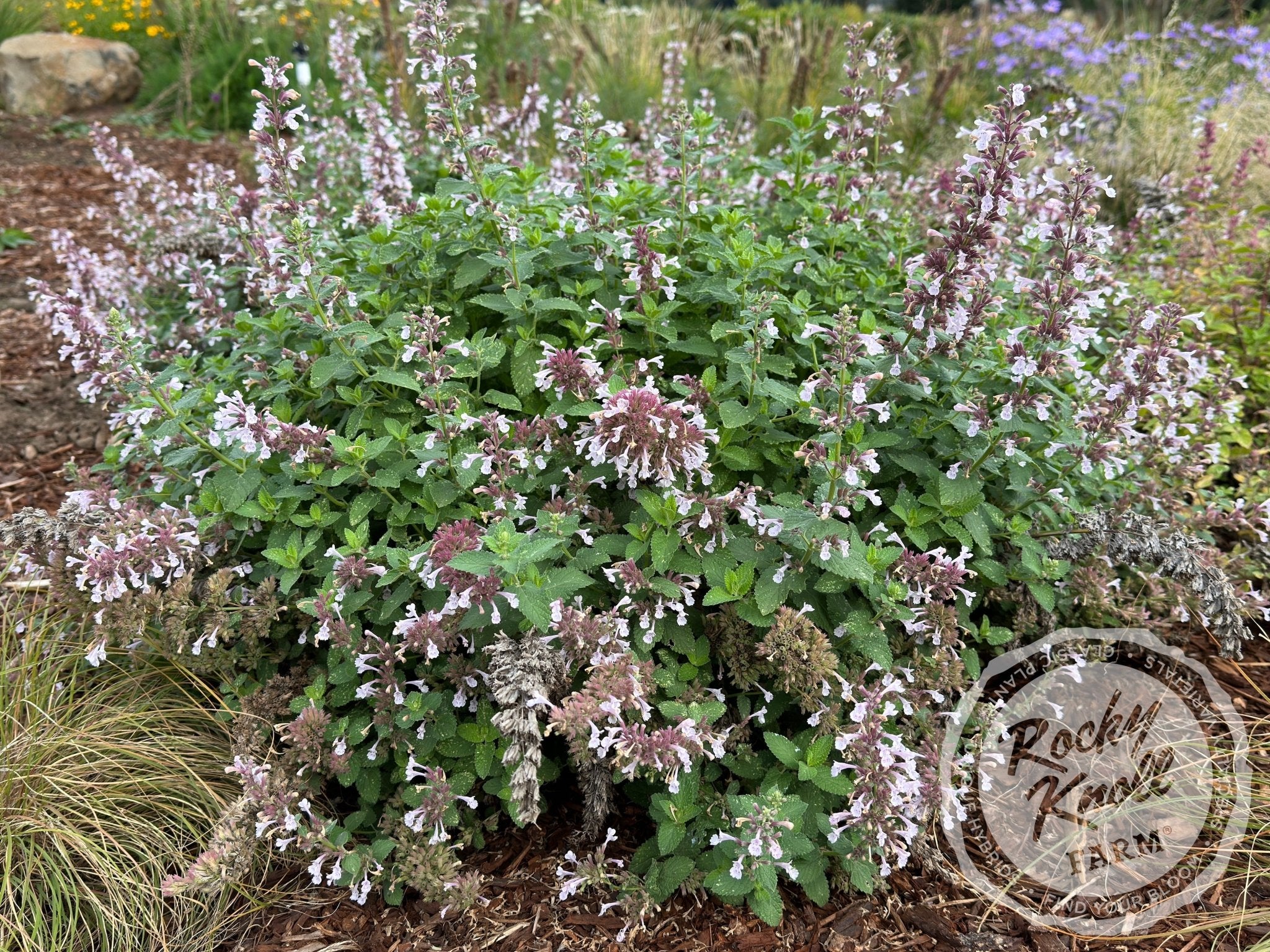 Nepeta Whispurr™ Pink Catmint - Rocky Knoll Farm