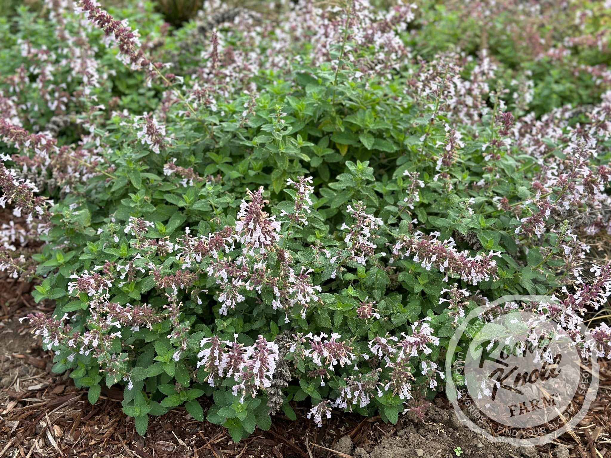 Nepeta Whispurr™ Pink Catmint - Rocky Knoll Farm