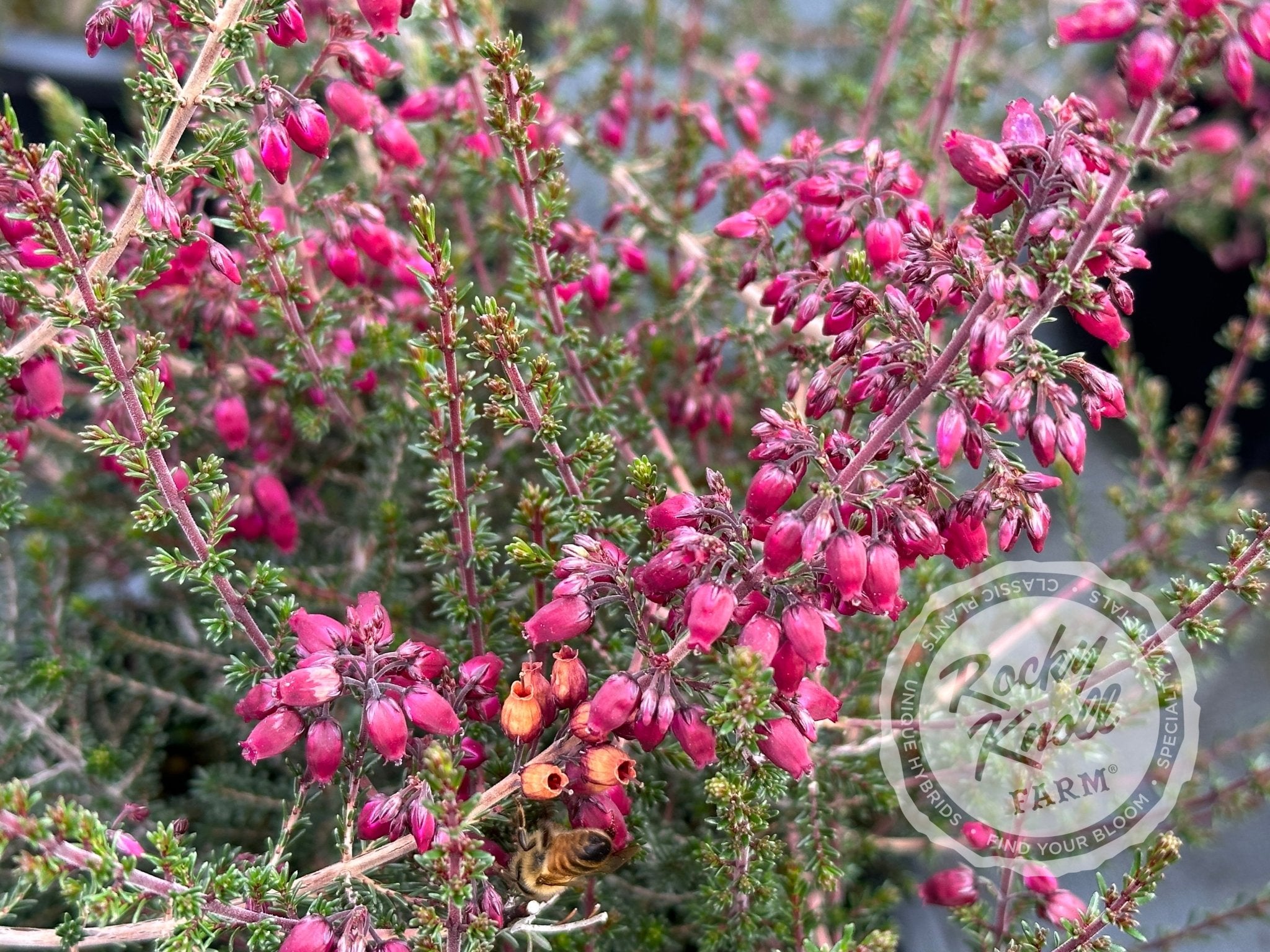 Erica Velvet Knight Heath - Rocky Knoll Farm