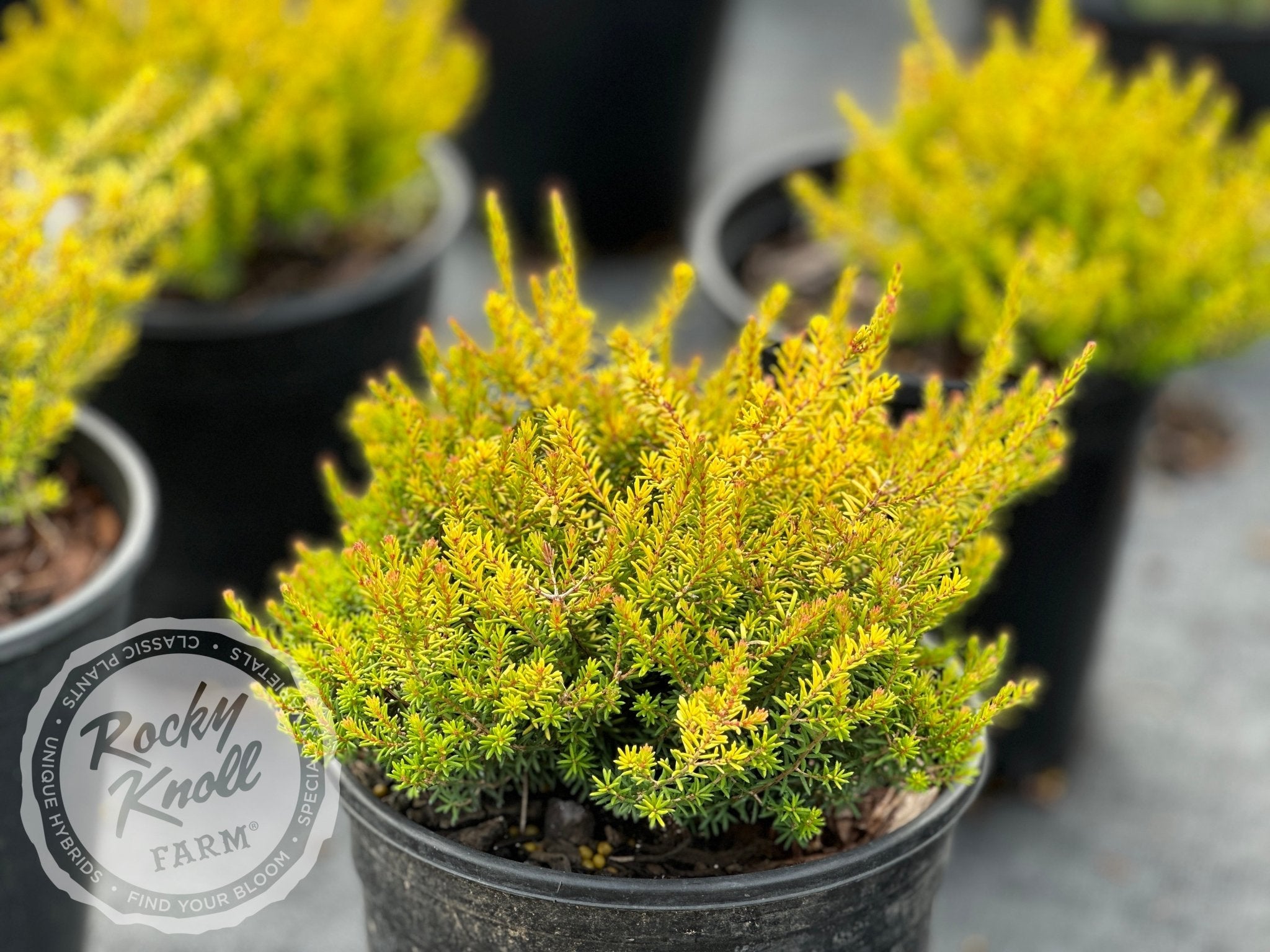 Erica Mary Helen Heath - Rocky Knoll Farm