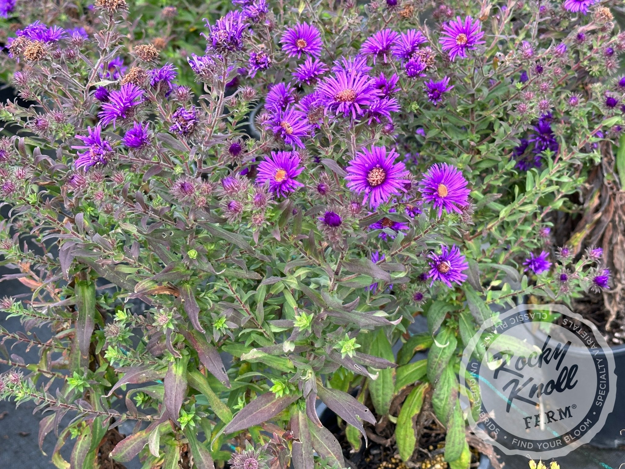 Grape Crush New England Aster - Rocky Knoll Farm