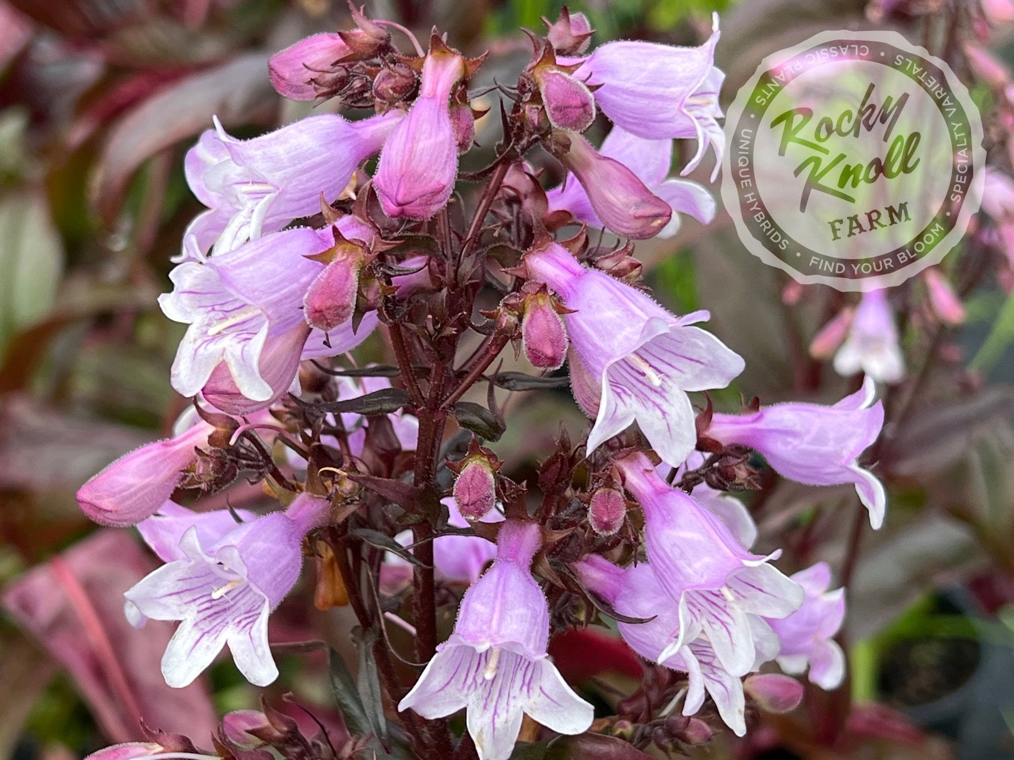 Penstemon Husker Red - Rocky Knoll Farm
