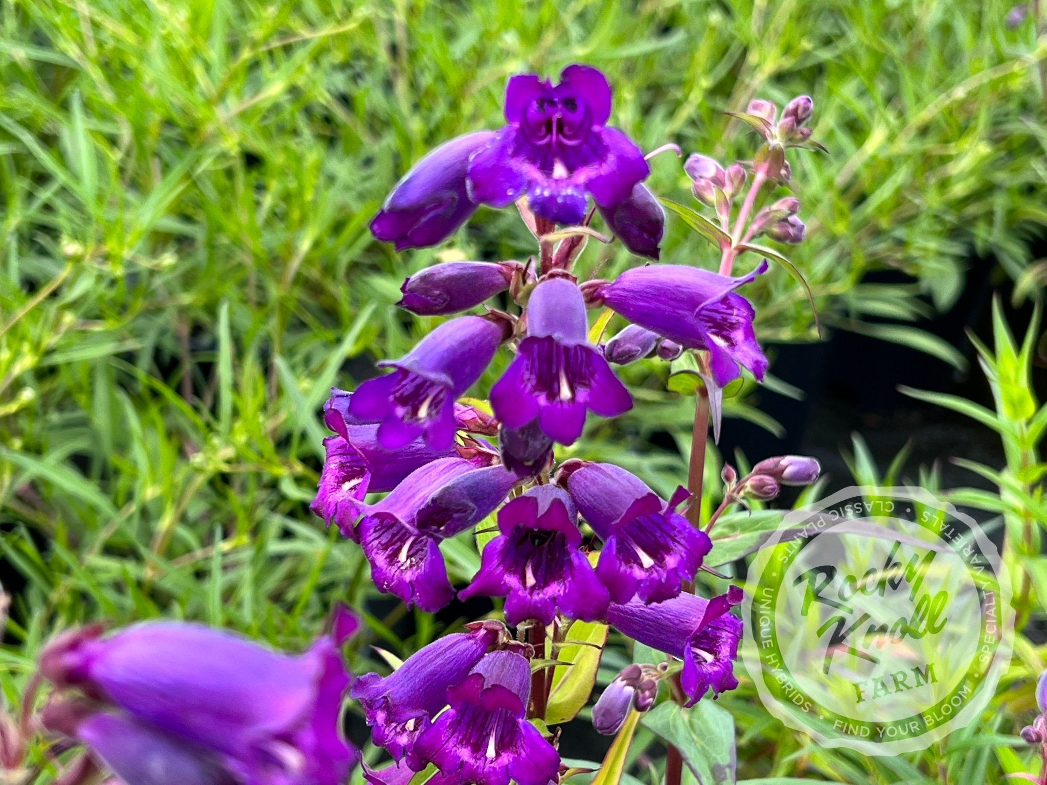 Penstemon Sour Grapes - Rocky Knoll Farm