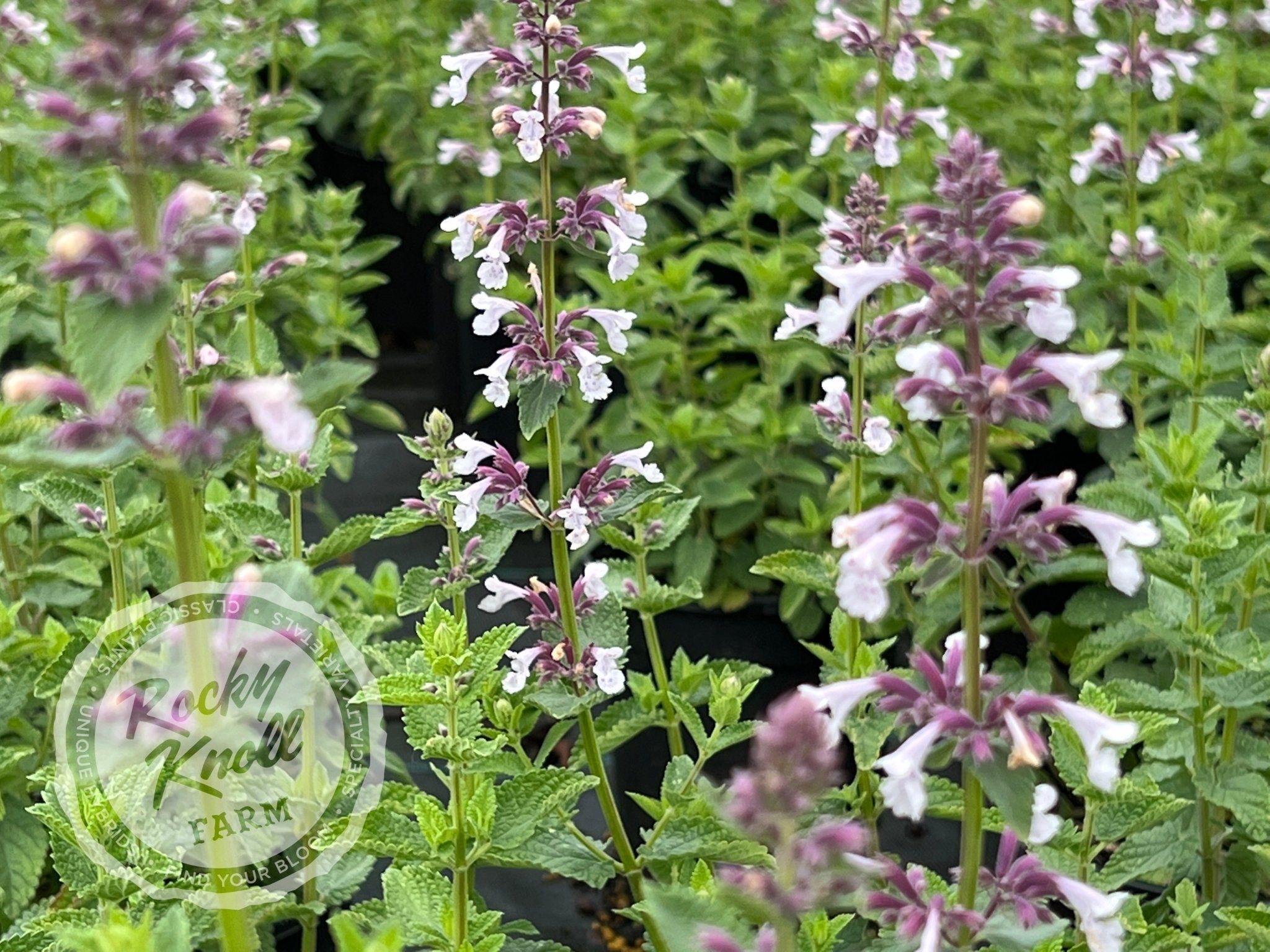 Nepeta Whispurr™ Pink Catmint - Rocky Knoll Farm