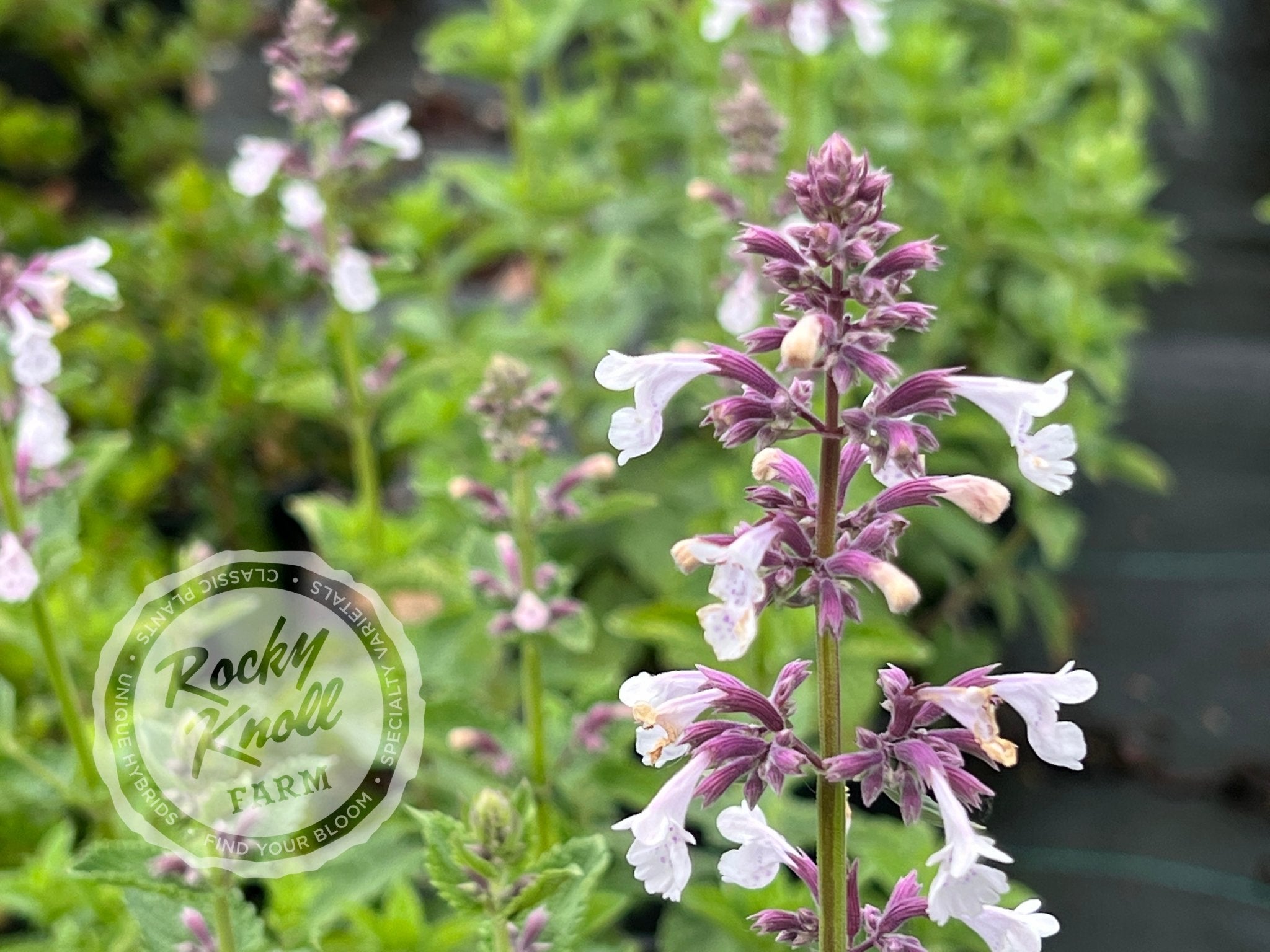 Nepeta Whispurr™ Pink Catmint - Rocky Knoll Farm