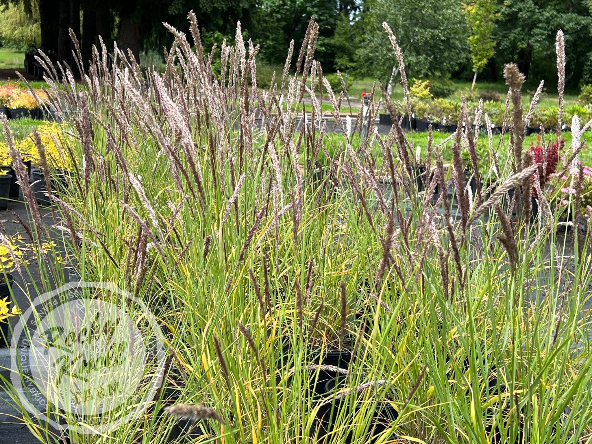 Silky-Spike Melic grass - Melica ciliata - Rocky Knoll Farm