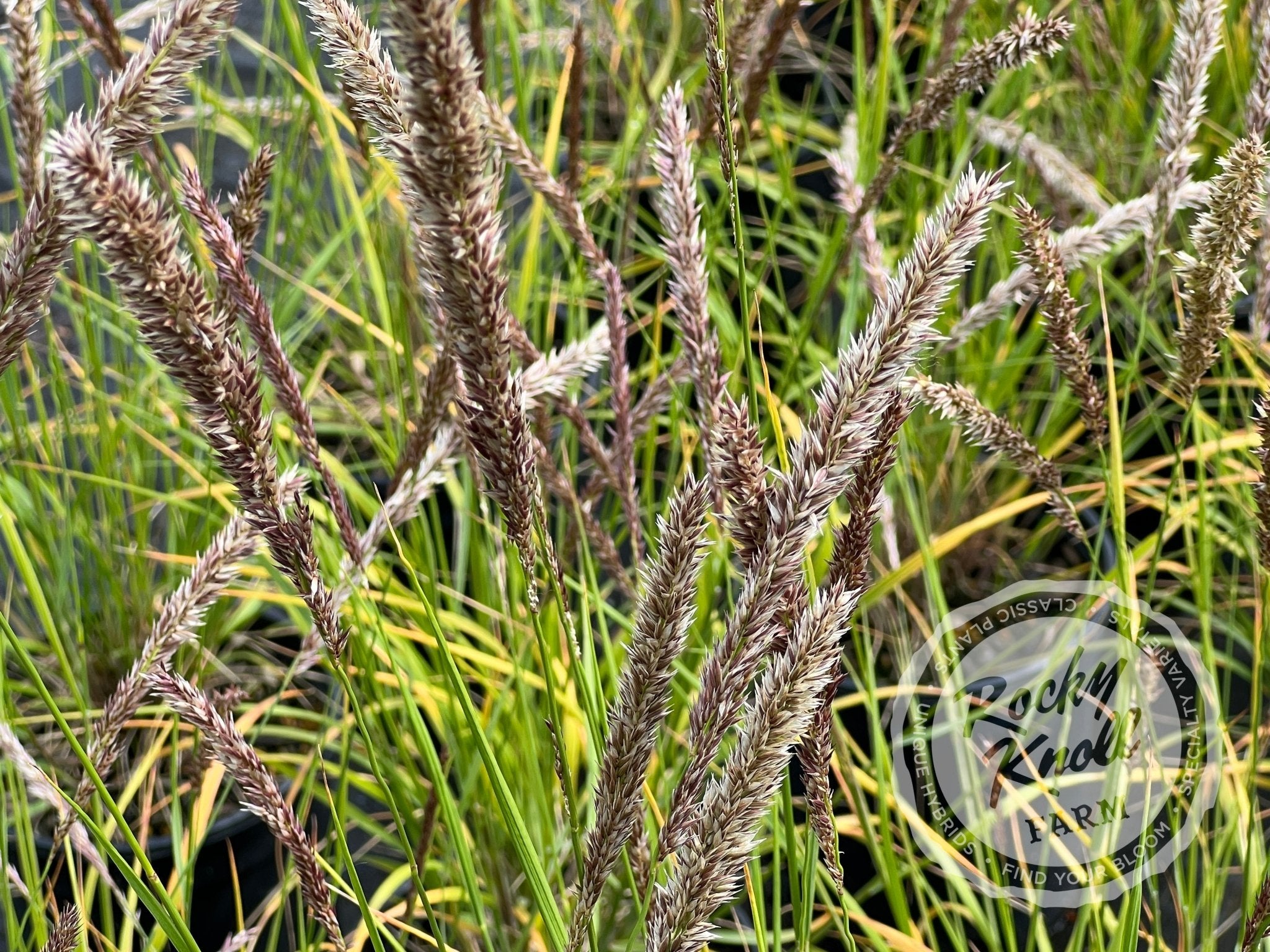 Silky-Spike Melic grass - Melica ciliata - Rocky Knoll Farm