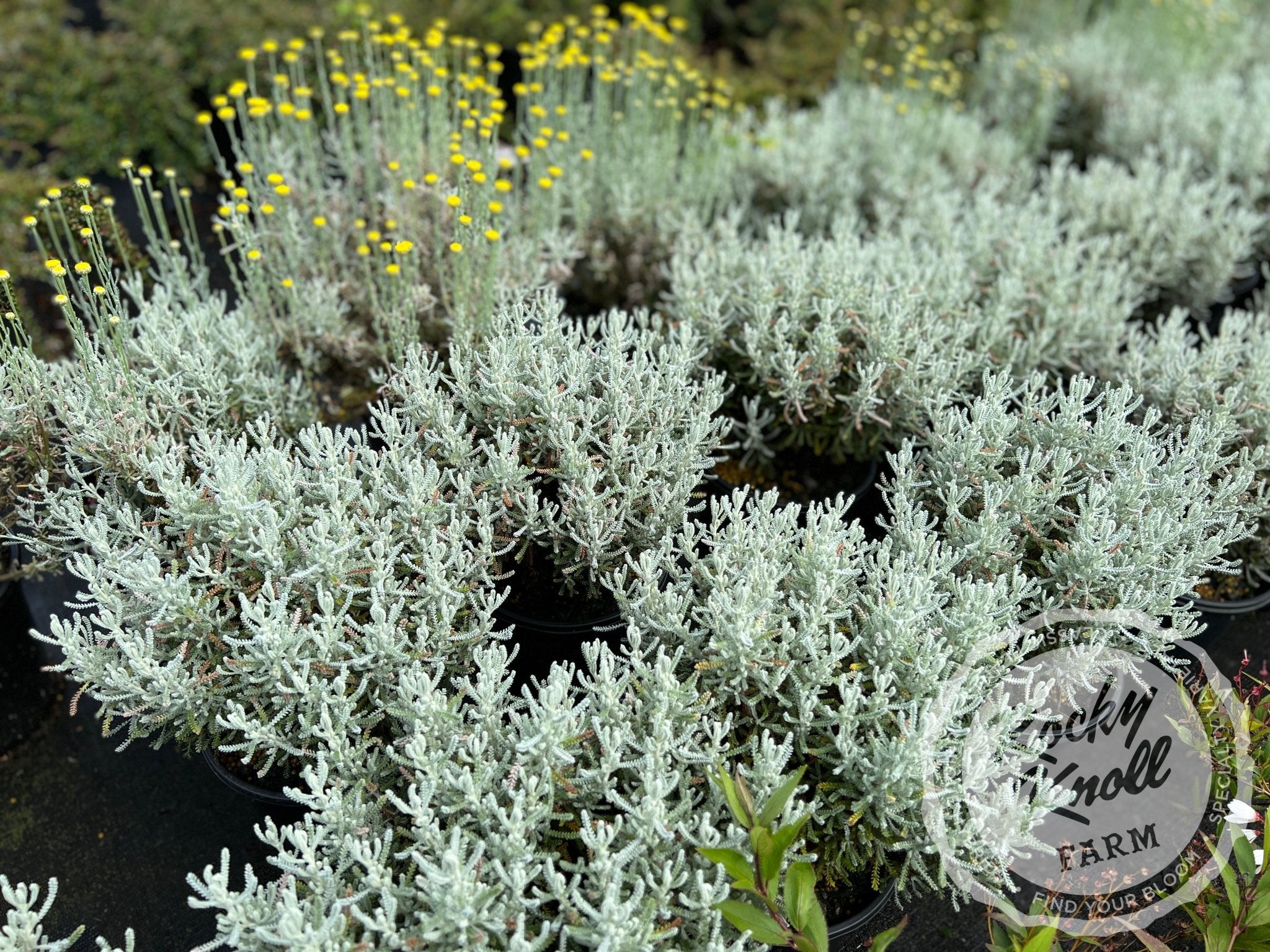 Santolina chamaecyparissus 'Lavender Cotton' - Rocky Knoll Farm