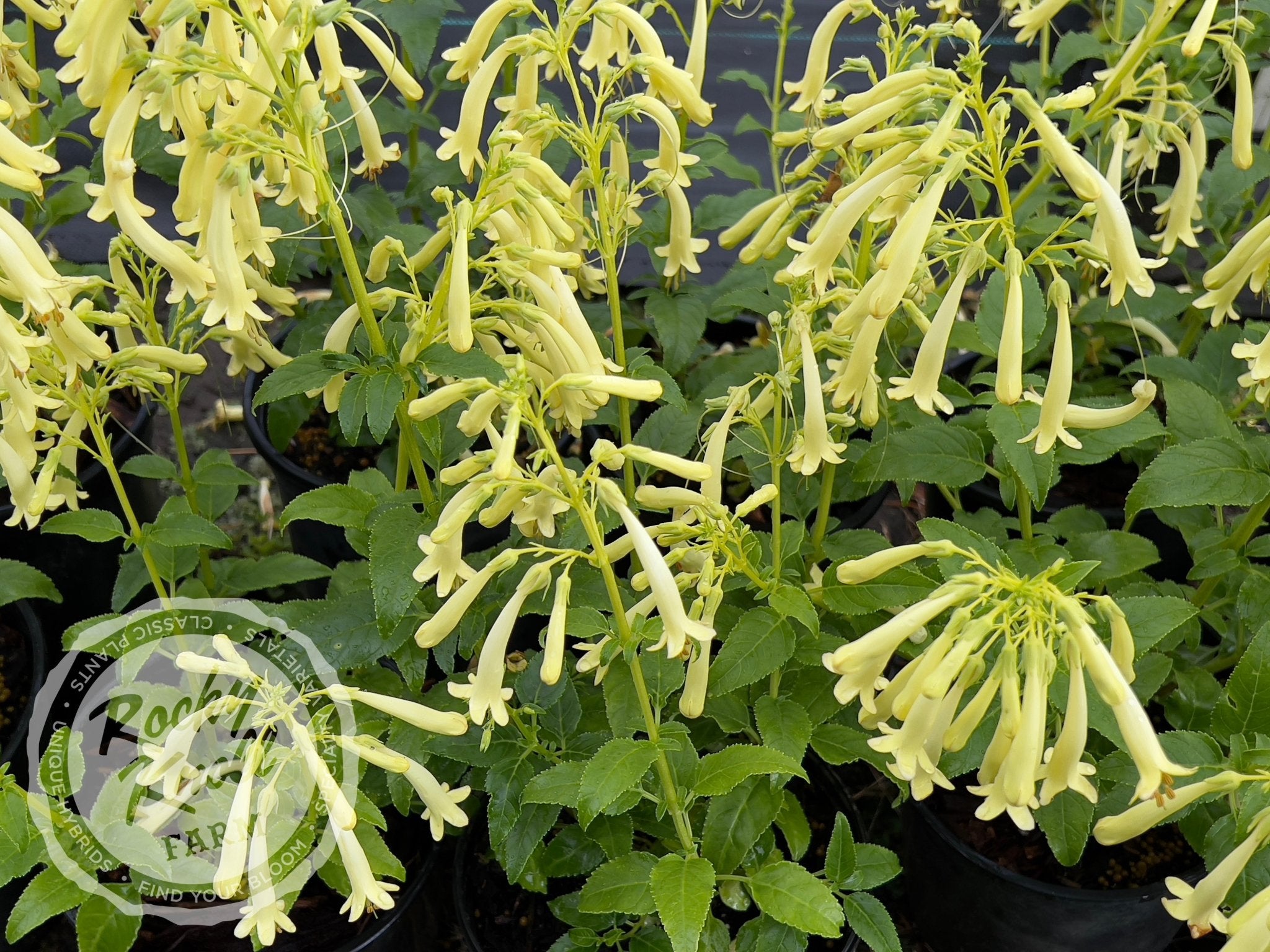 Phygelius aequalis ‘Yellow Trumpet’ - Rocky Knoll Farm