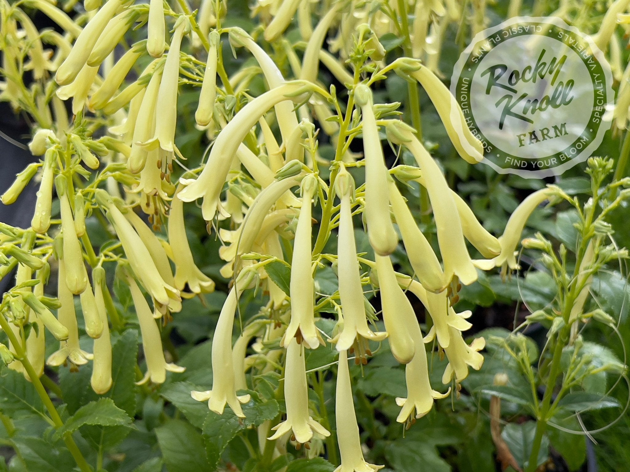 Phygelius aequalis ‘Yellow Trumpet’ - Rocky Knoll Farm
