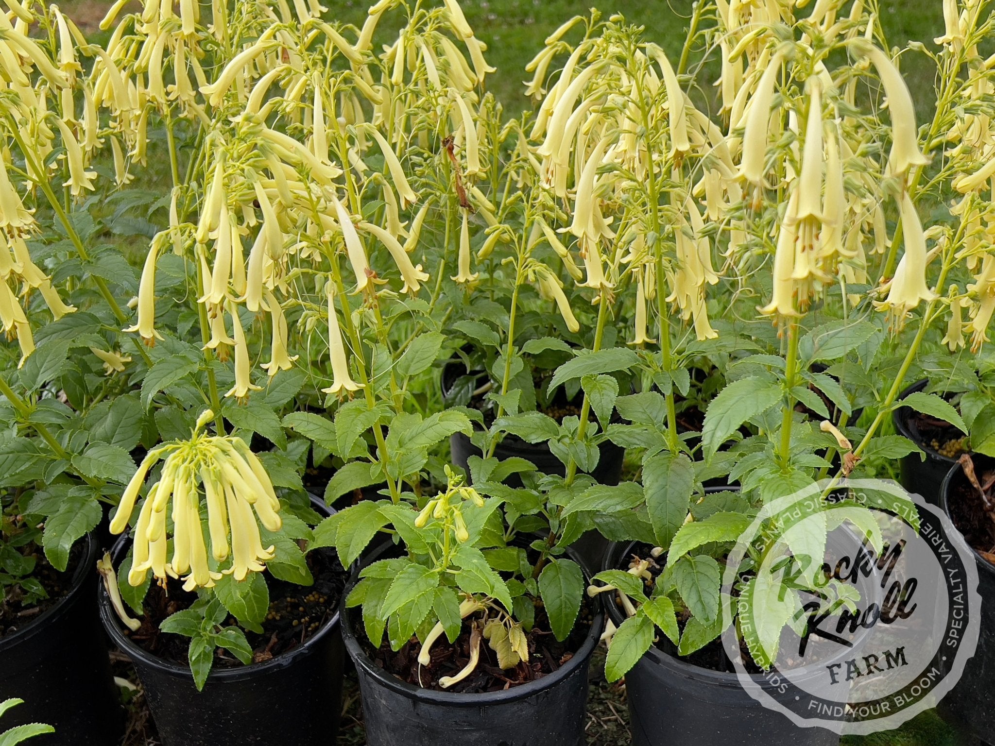 Phygelius aequalis ‘Yellow Trumpet’ - Rocky Knoll Farm