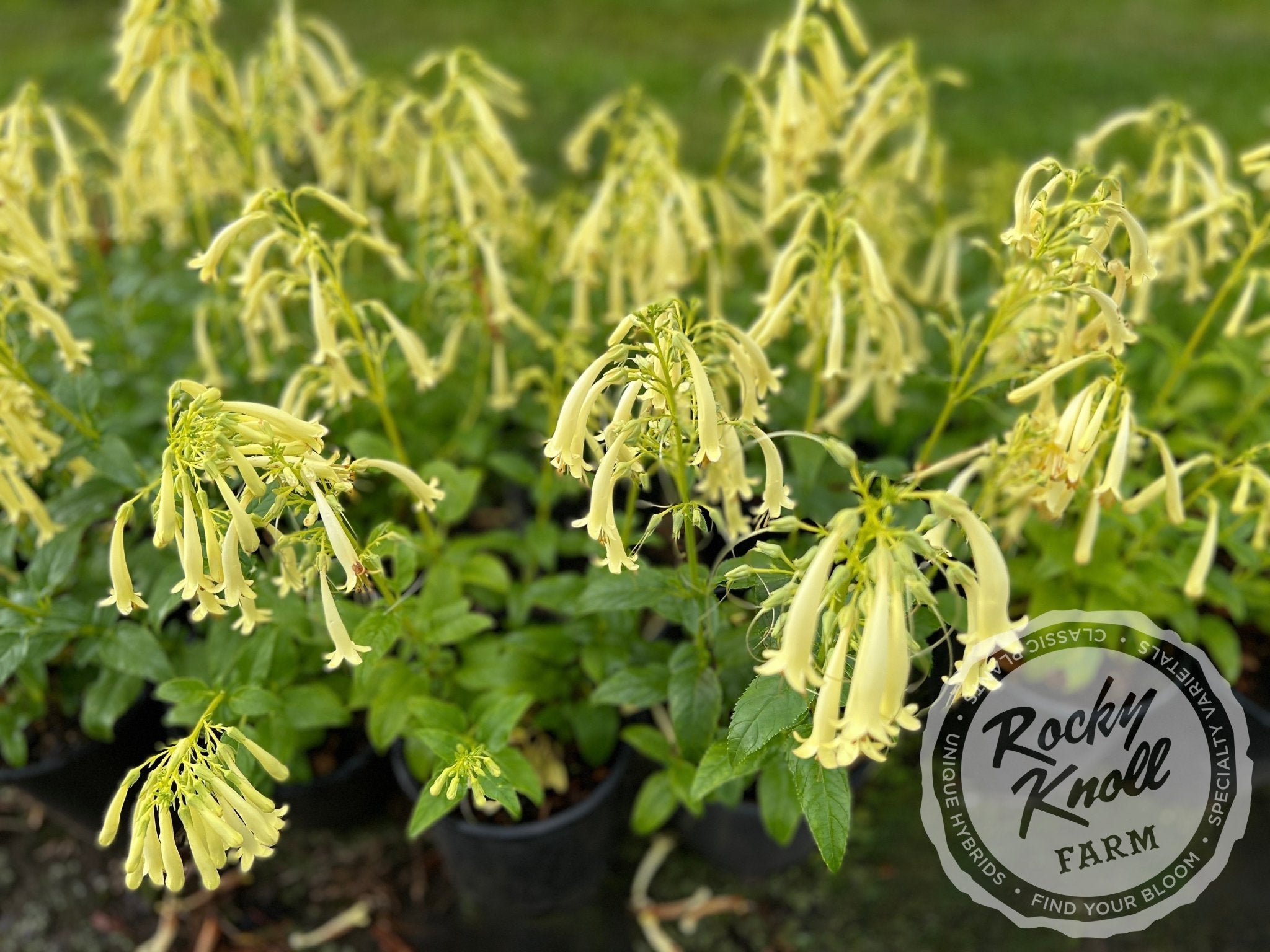 Phygelius aequalis ‘Yellow Trumpet’ - Rocky Knoll Farm