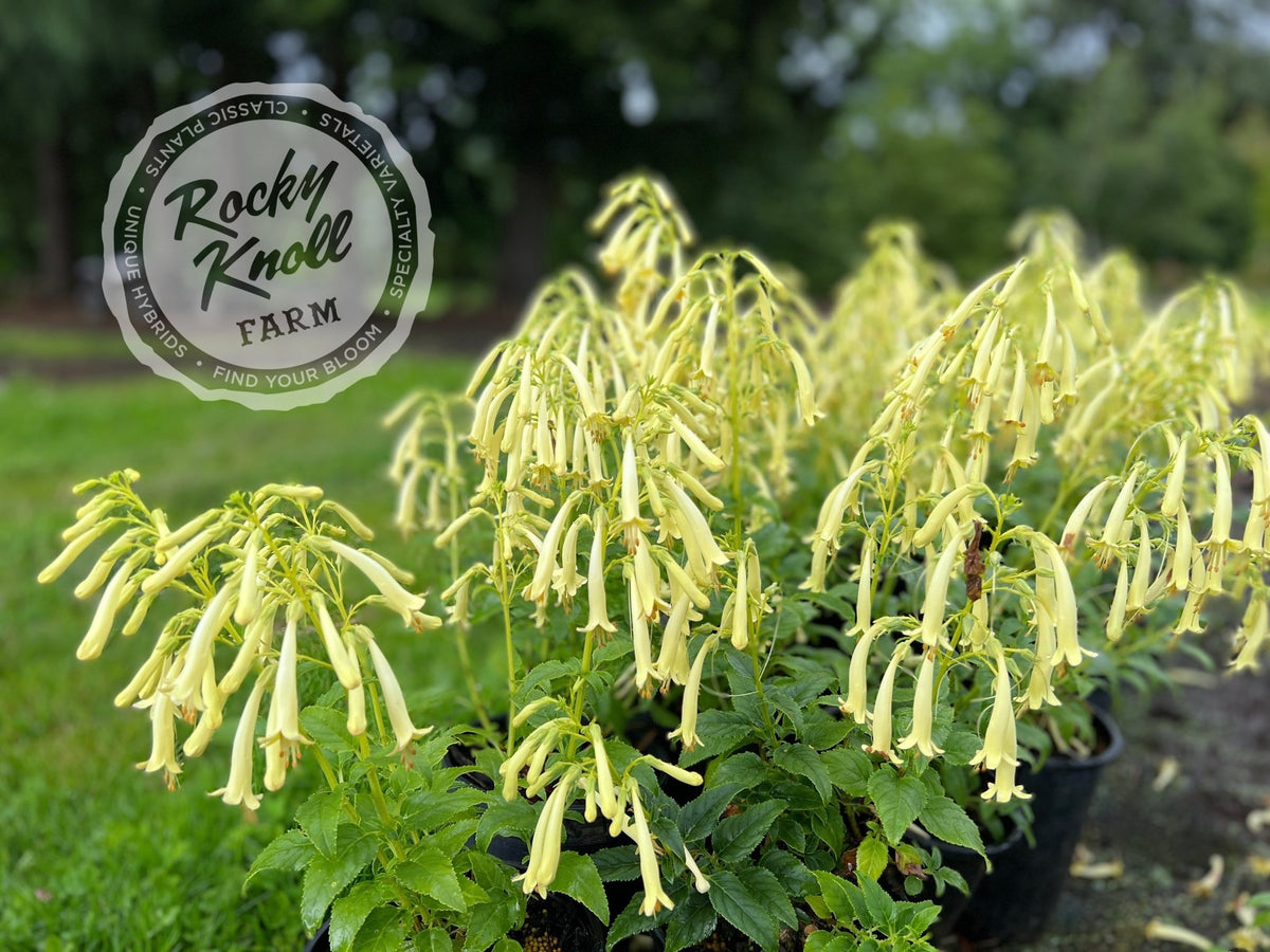 Phygelius aequalis ‘Yellow Trumpet’ - Rocky Knoll Farm