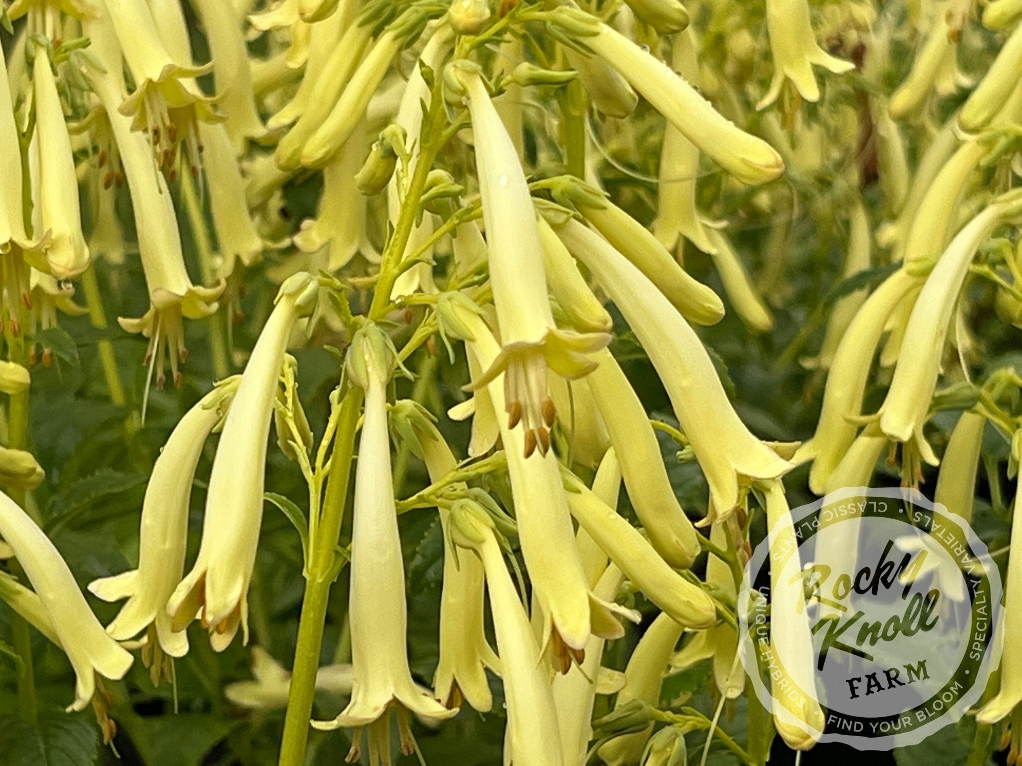 Phygelius aequalis ‘Yellow Trumpet’ - Rocky Knoll Farm