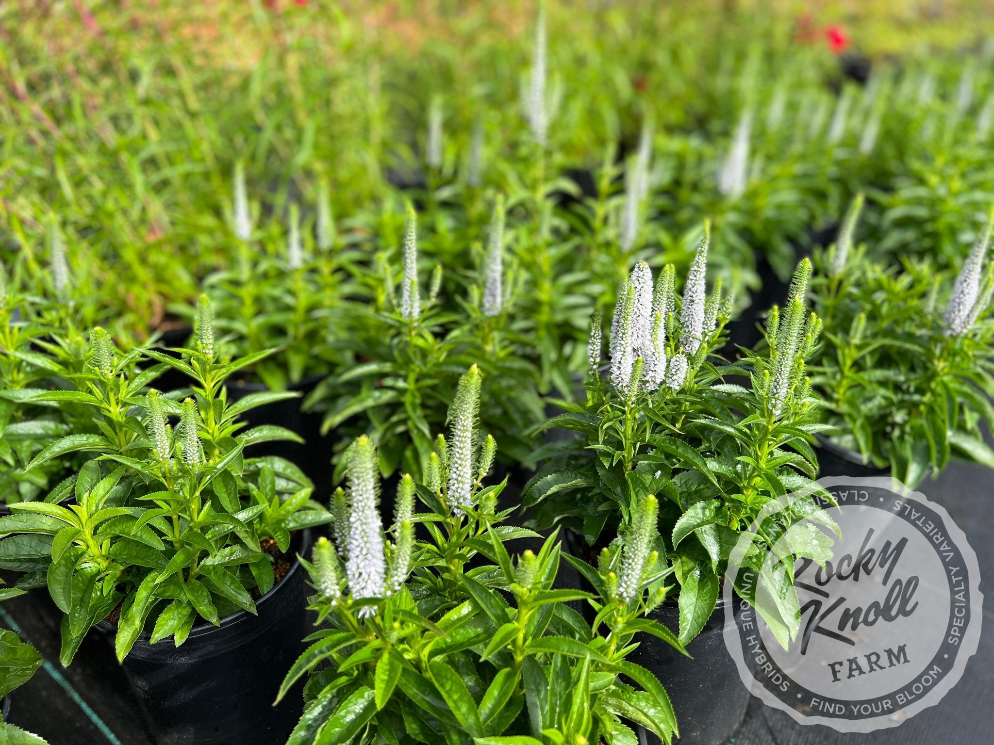 Veronica spicata 'Snow Candles' - Rocky Knoll Farm