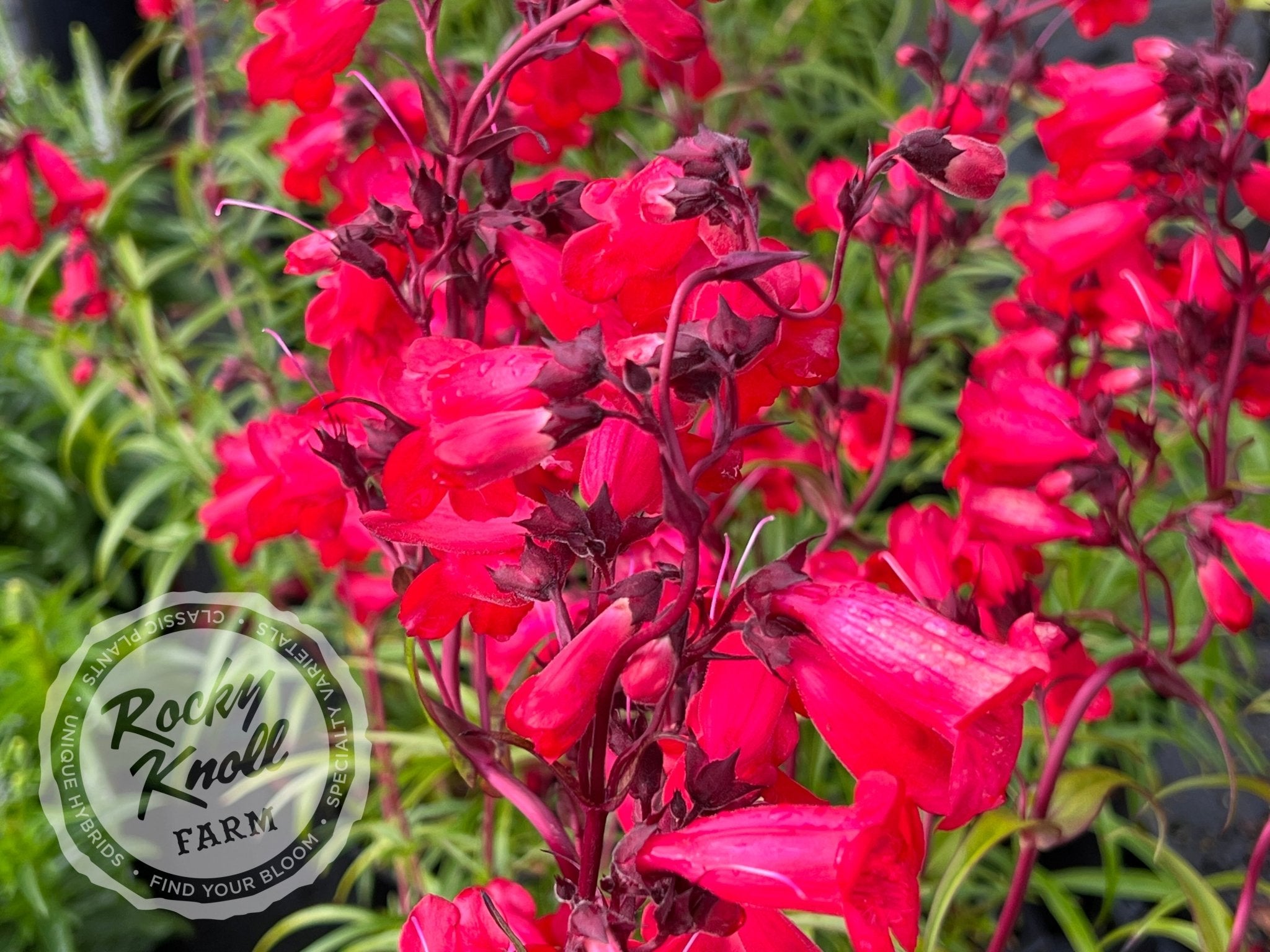 Penstemon 'Firebird' - Rocky Knoll Farm