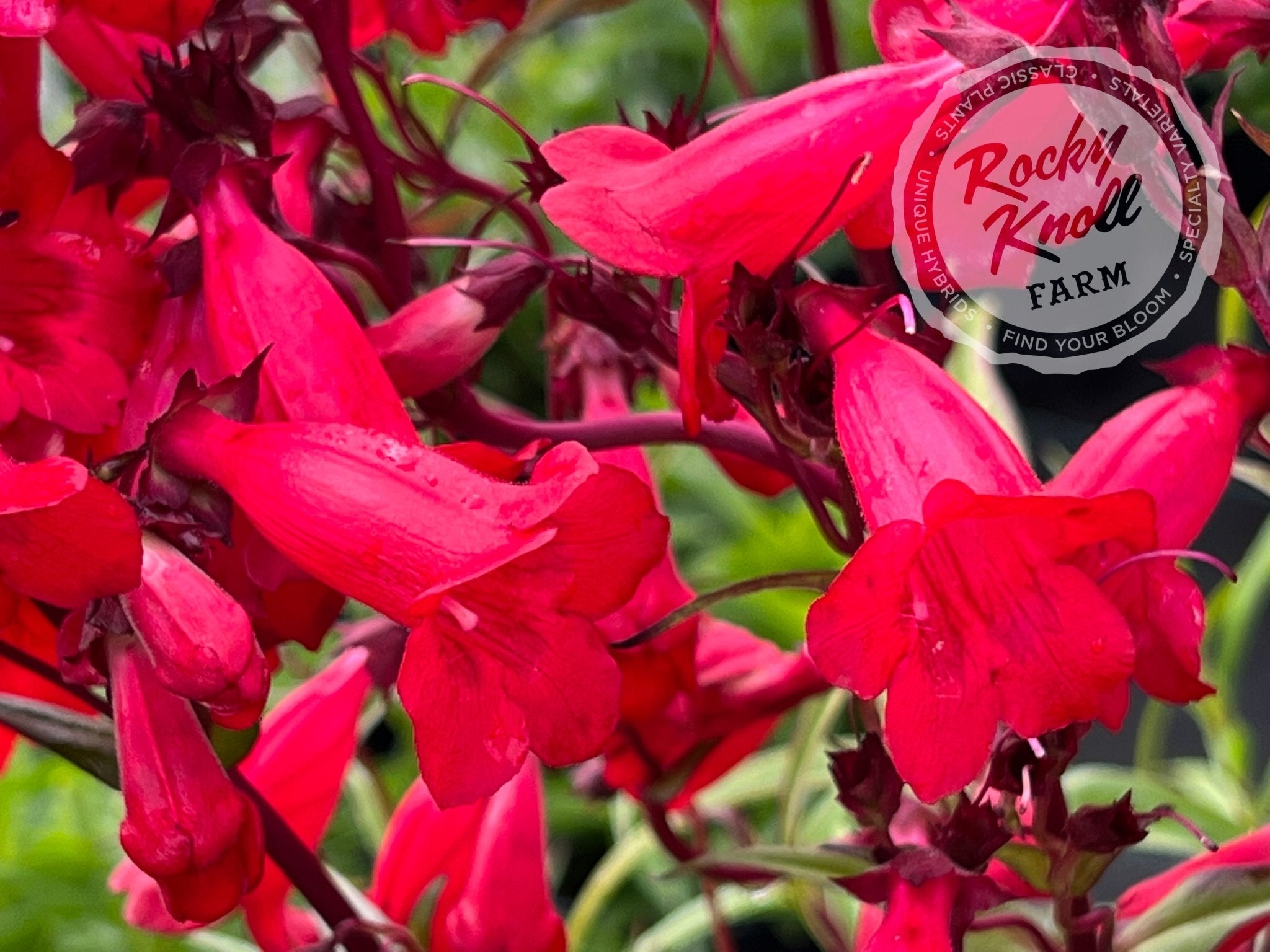 Penstemon 'Firebird' - Rocky Knoll Farm