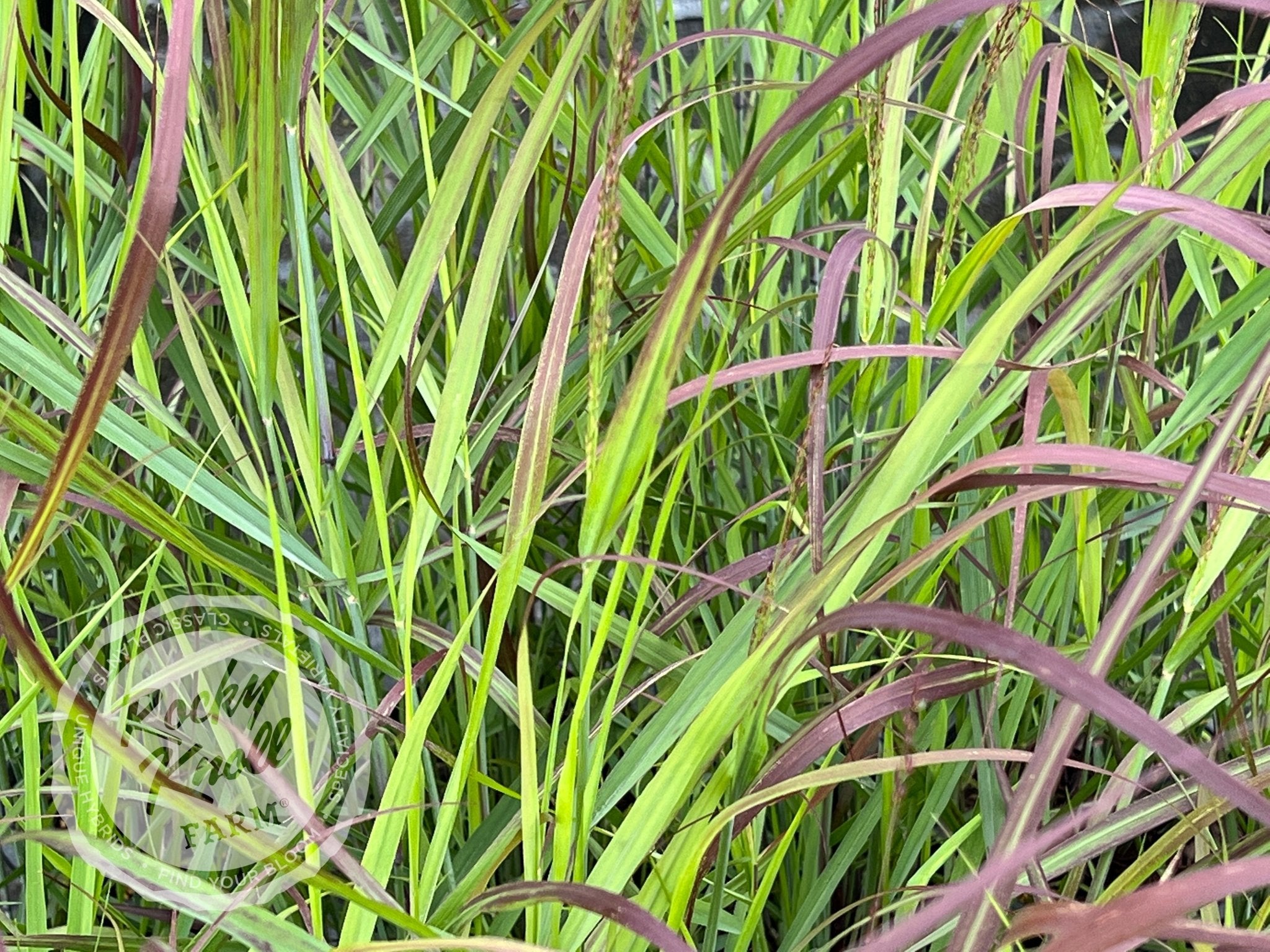 Panicum virgatum 'Shenandoah' Red Switchgrass - Rocky Knoll Farm