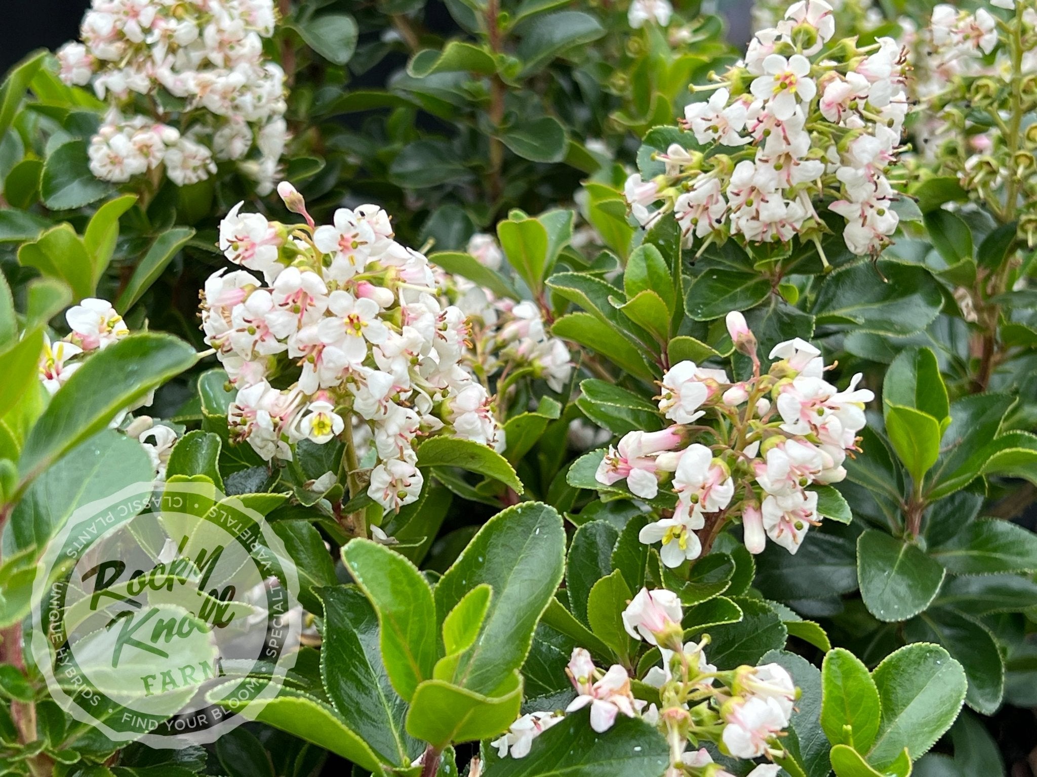 Escallonia Iveyi 'White Escallonia' - Rocky Knoll Farm