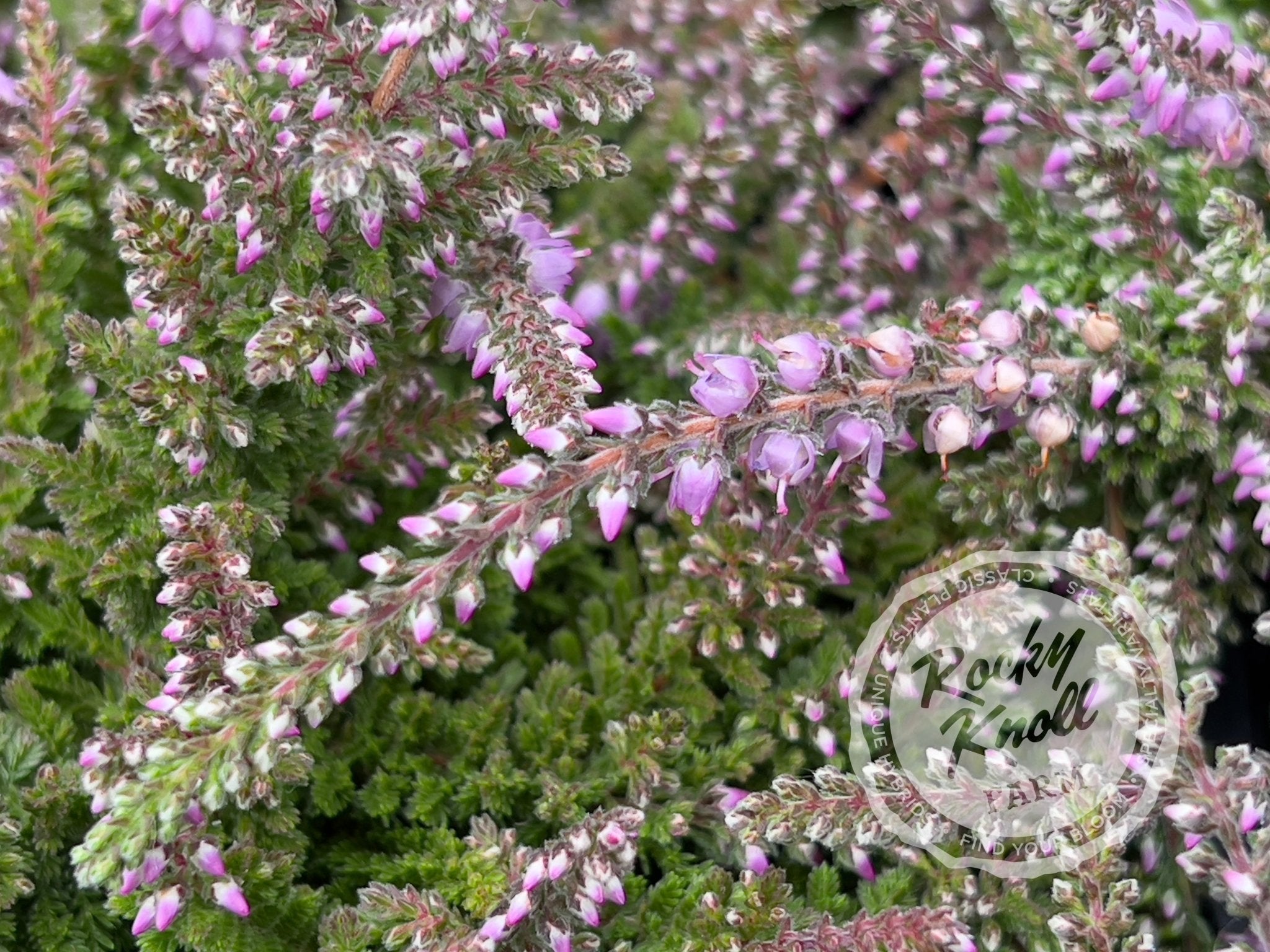 Calluna Mrs. Ronald Gray - Rocky Knoll Farm