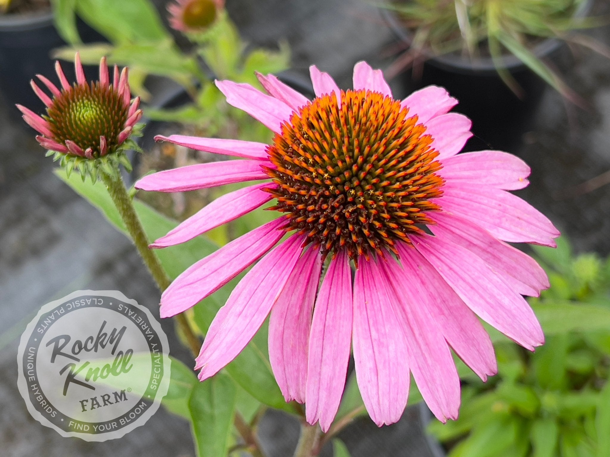 Echinacea Prairie Splendor (Coneflower) - Rocky Knoll Farm