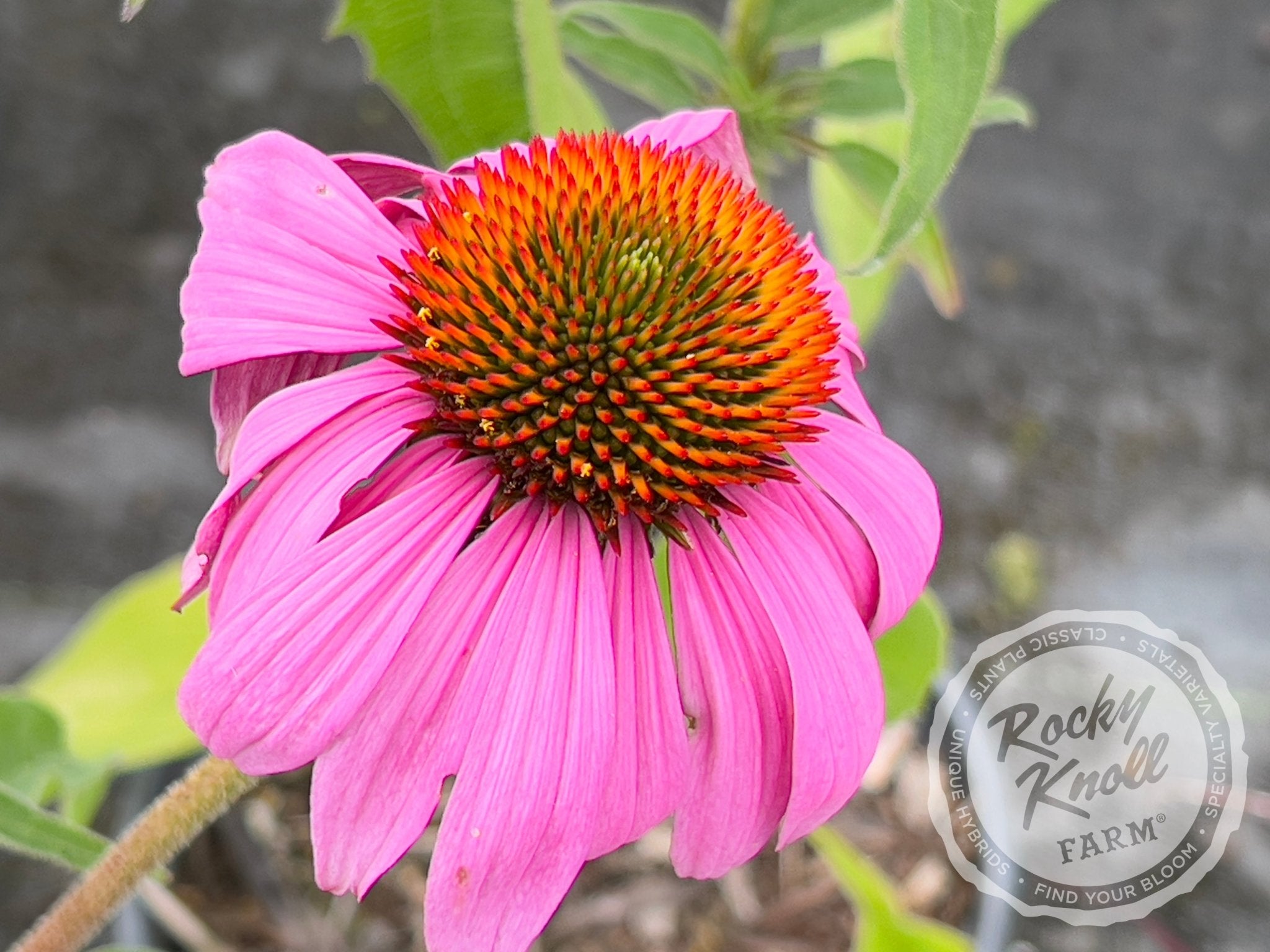 Echinacea Prairie Splendor (Coneflower) - Rocky Knoll Farm