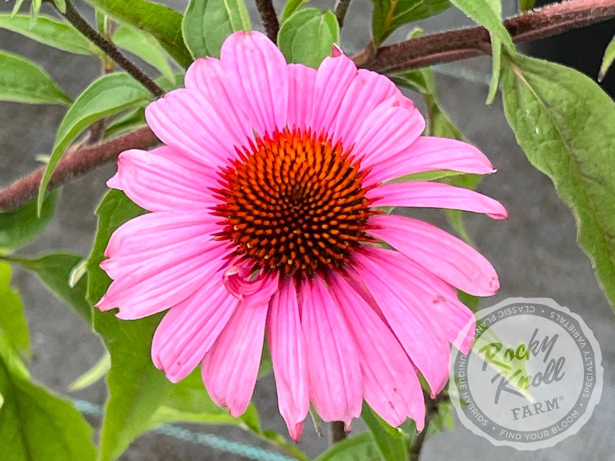 Echinacea Prairie Splendor (Coneflower) - Rocky Knoll Farm