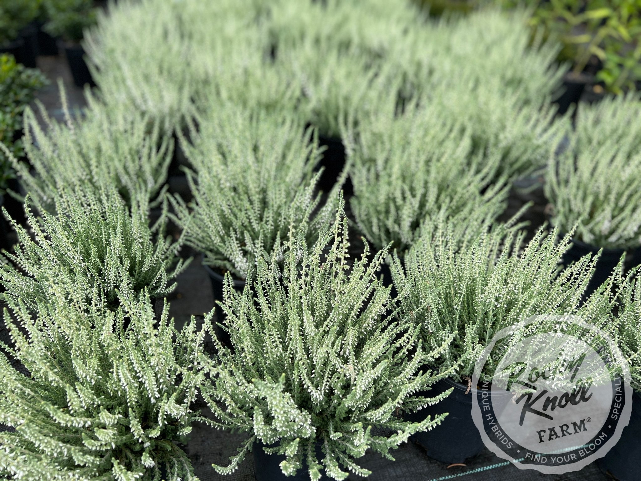 Calluna Silver Knight Heather - Rocky Knoll Farm