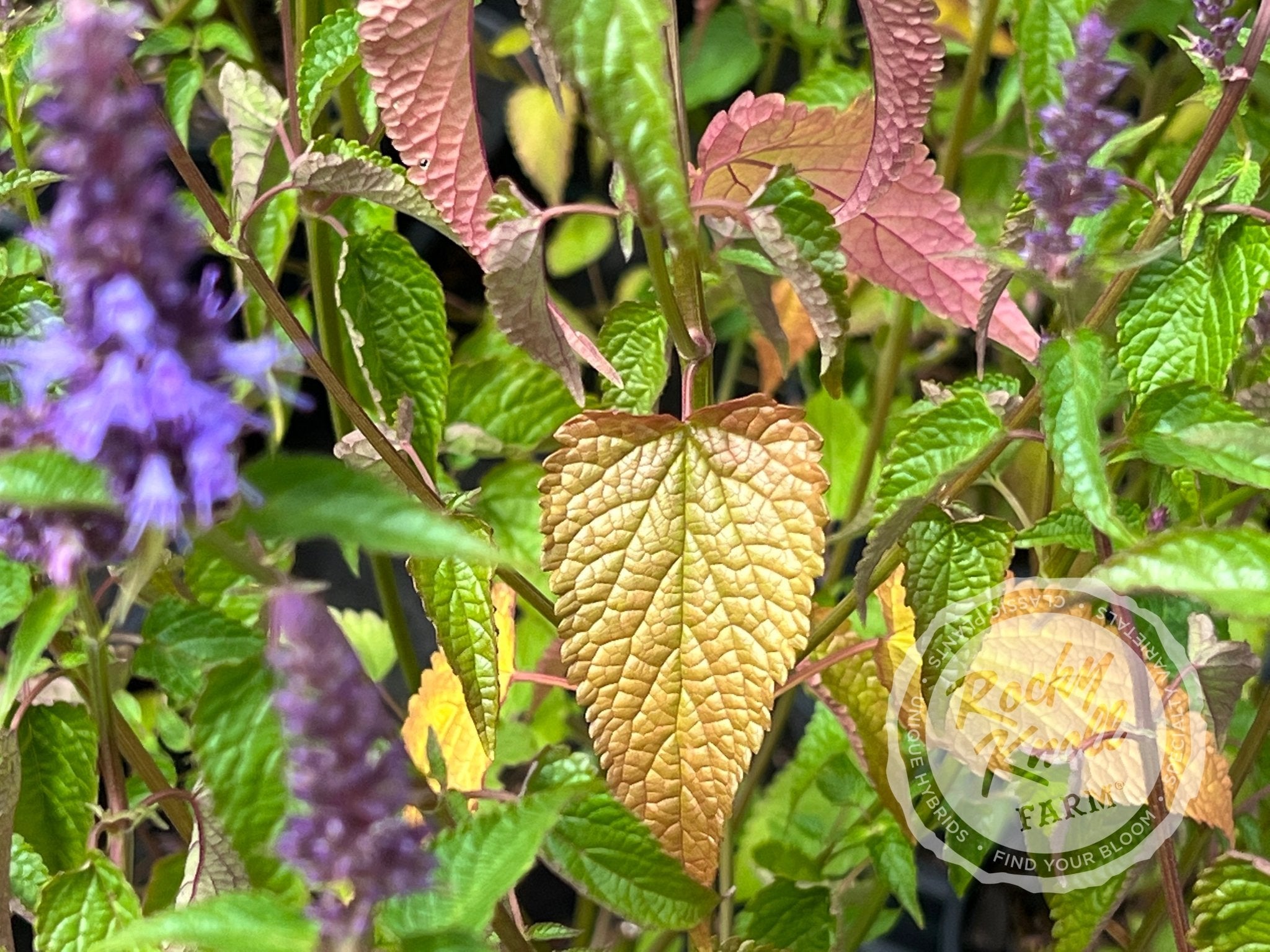 Agastache rugosa 'Little Adder' Anise Hyssop - Rocky Knoll Farm