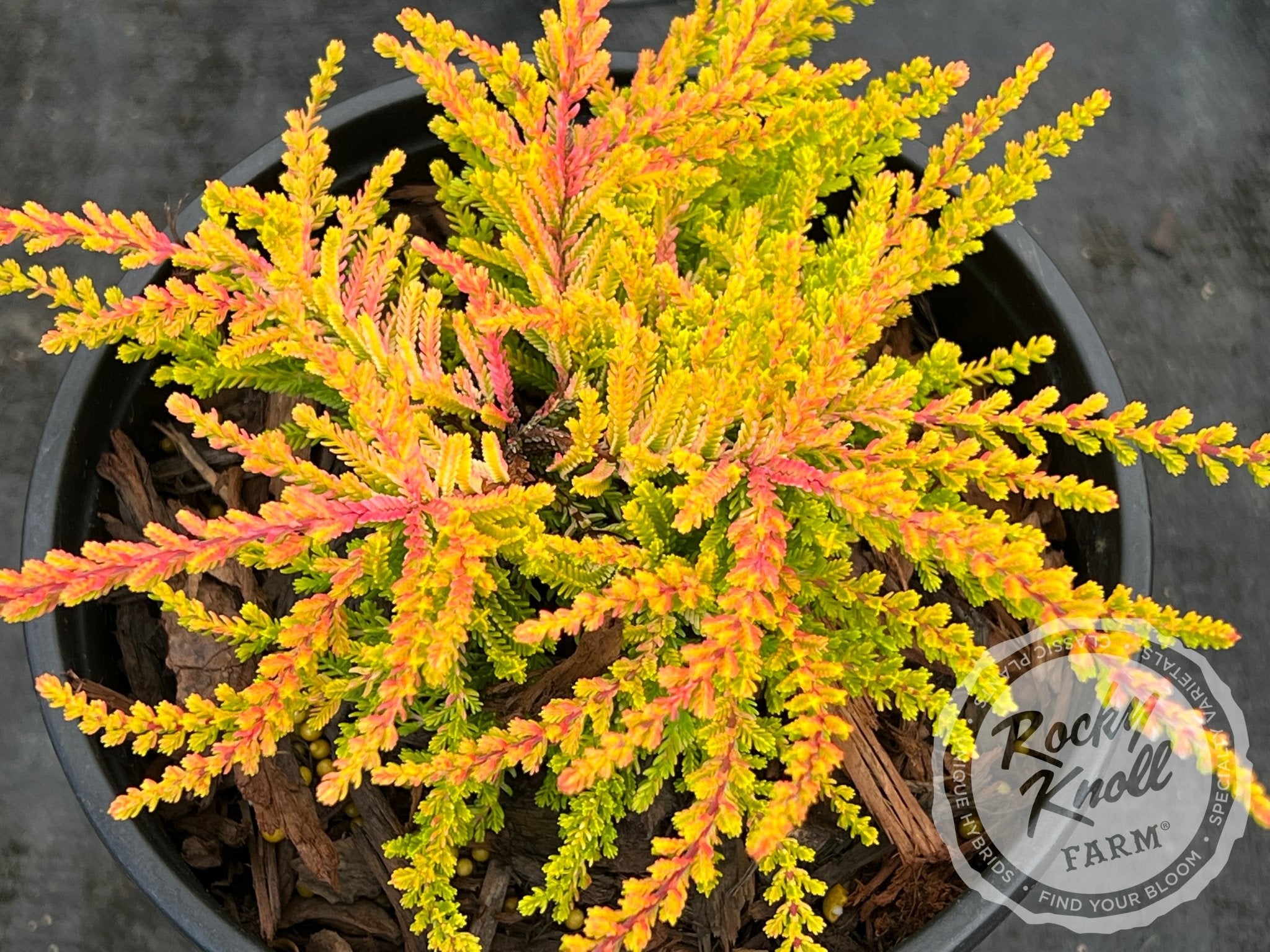 Calluna Dart's Flamboyant Heather - Rocky Knoll Farm