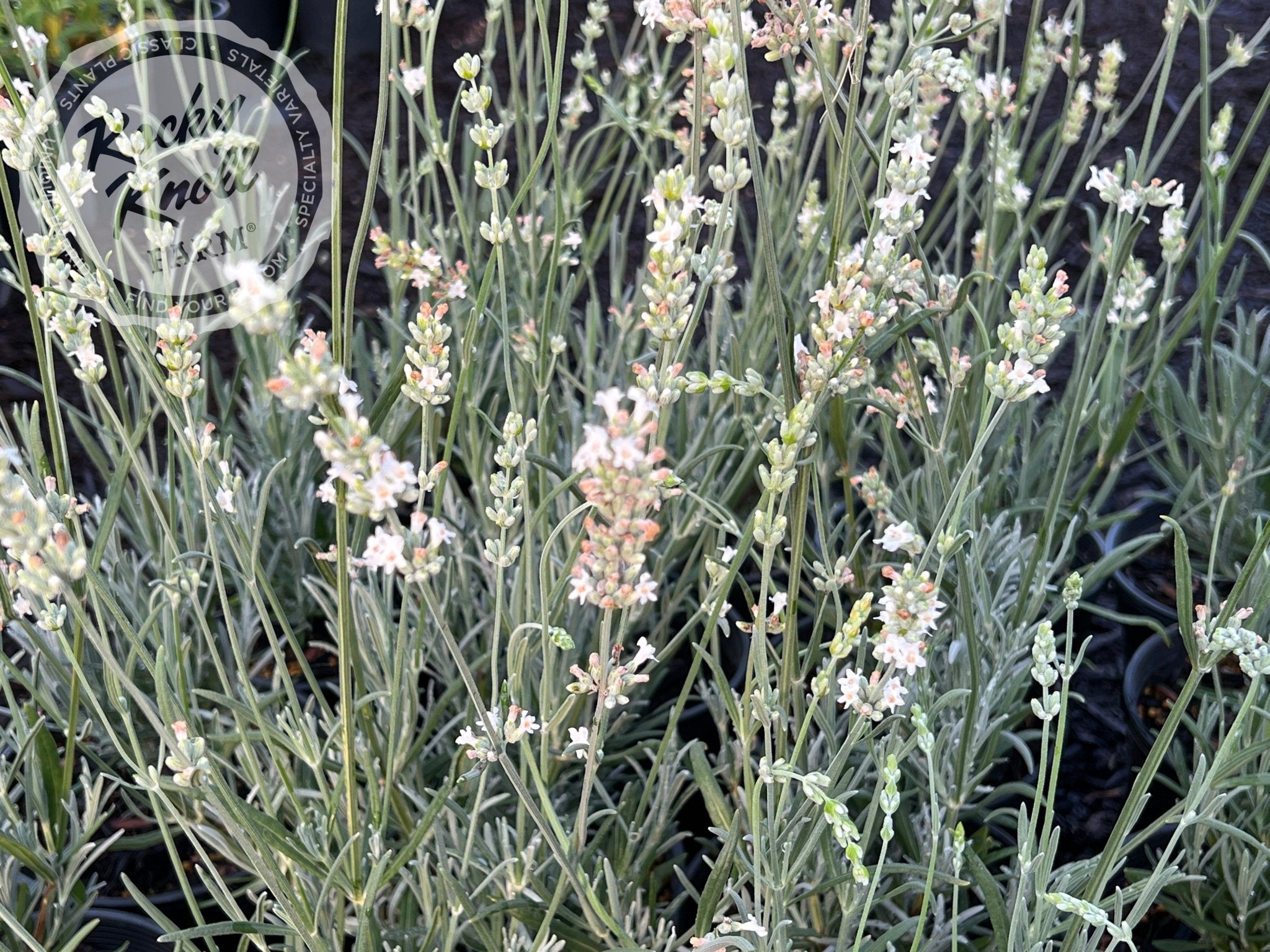 White Grosso Lavender ‘Alba’ (Lavendula x intermedia) - Rocky Knoll Farm