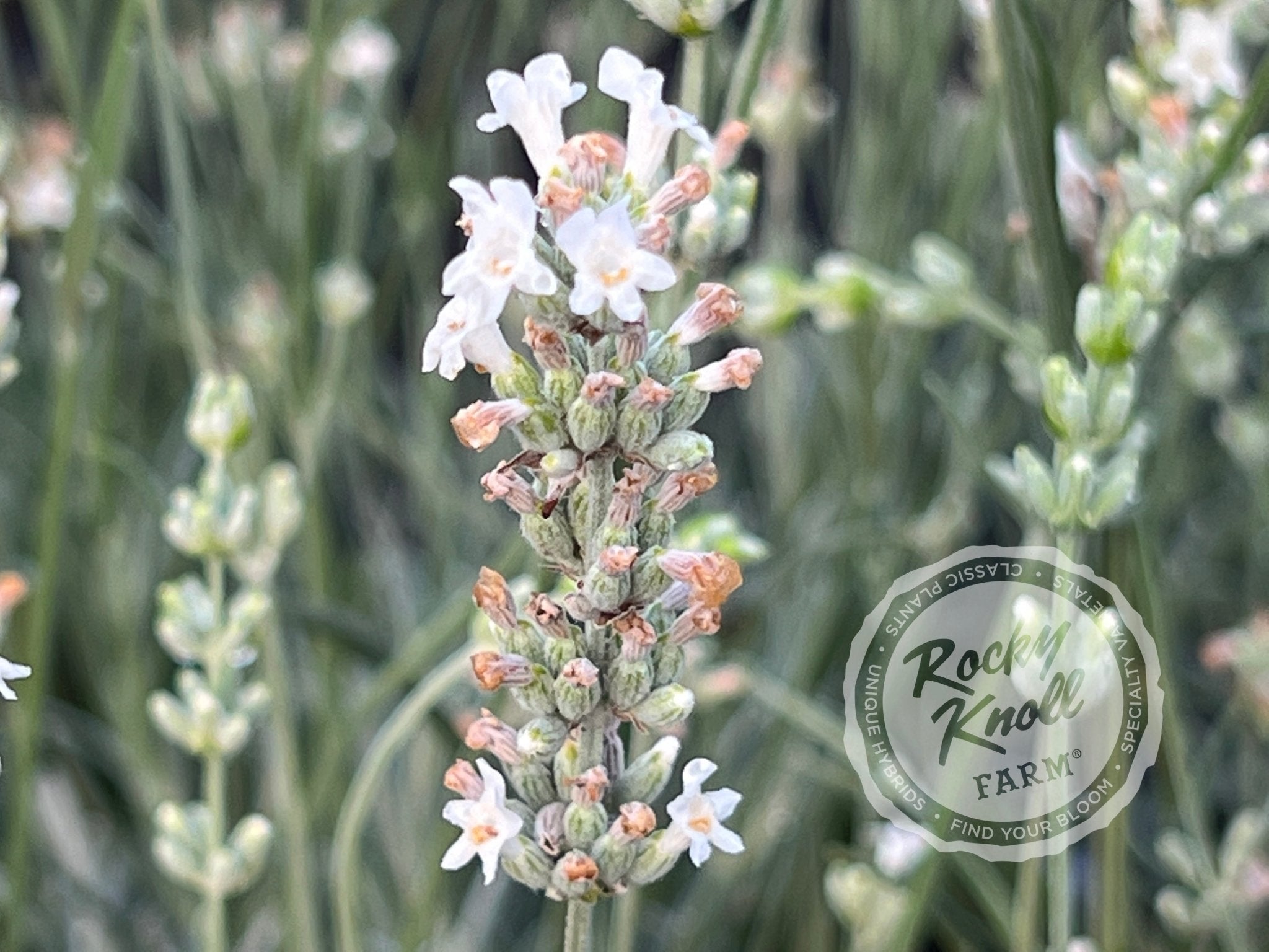 White Grosso Lavender ‘Alba’ (Lavendula x intermedia) - Rocky Knoll Farm