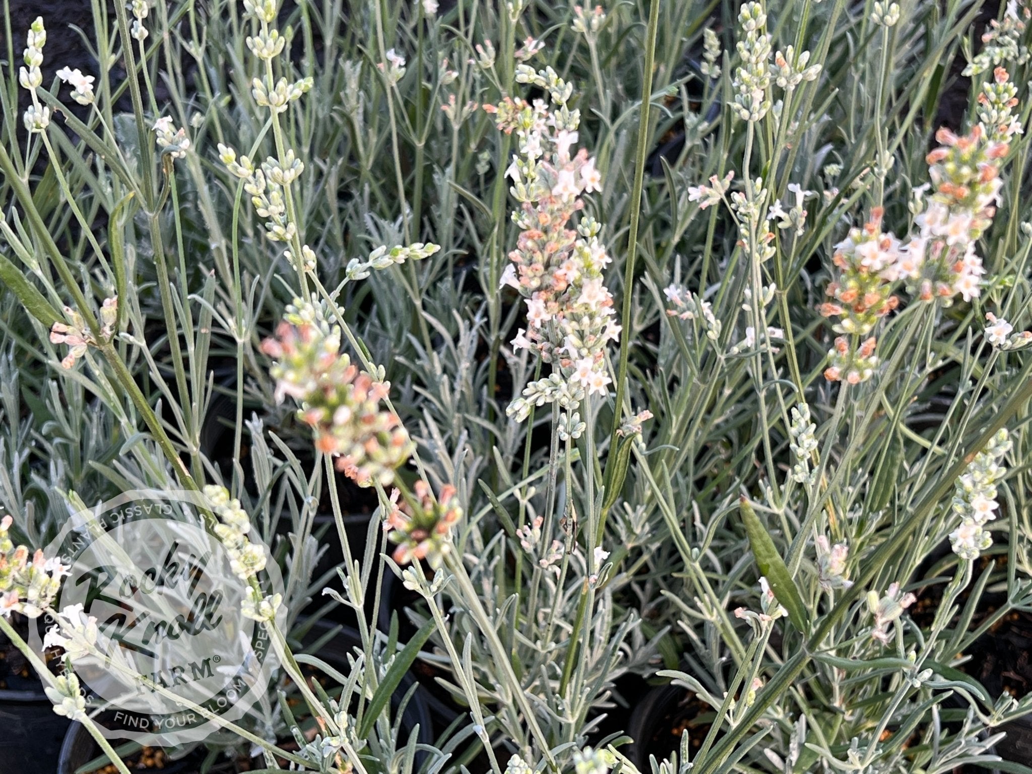 White Grosso Lavender ‘Alba’ (Lavendula x intermedia) - Rocky Knoll Farm