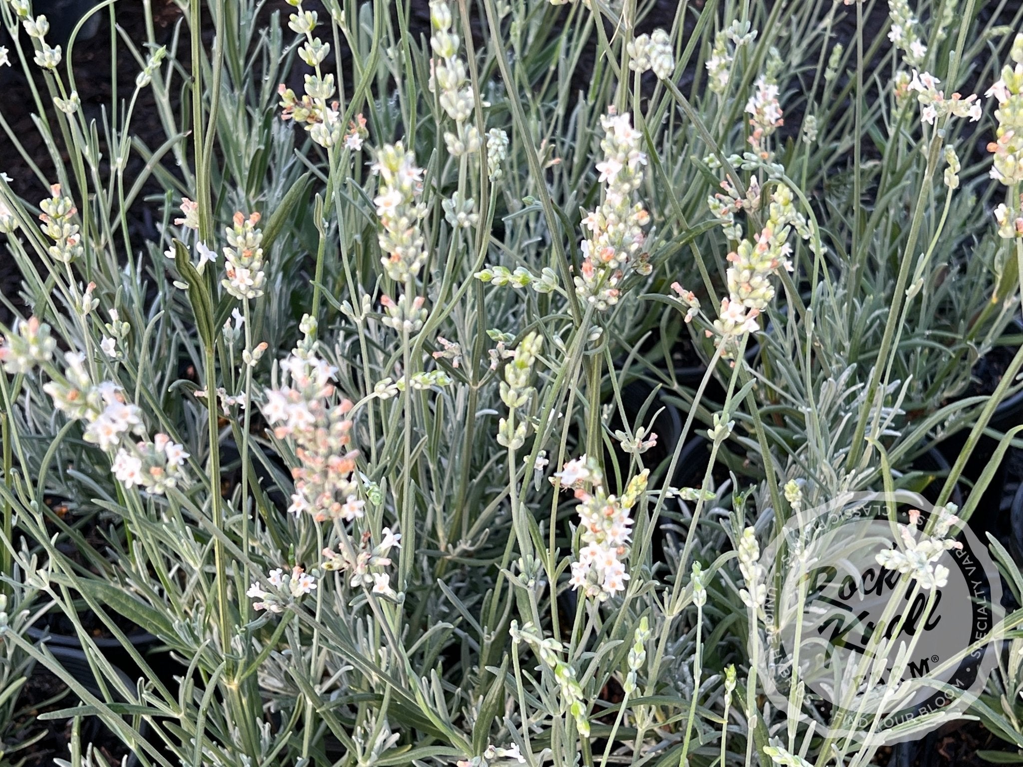 White Grosso Lavender ‘Alba’ (Lavendula x intermedia) - Rocky Knoll Farm