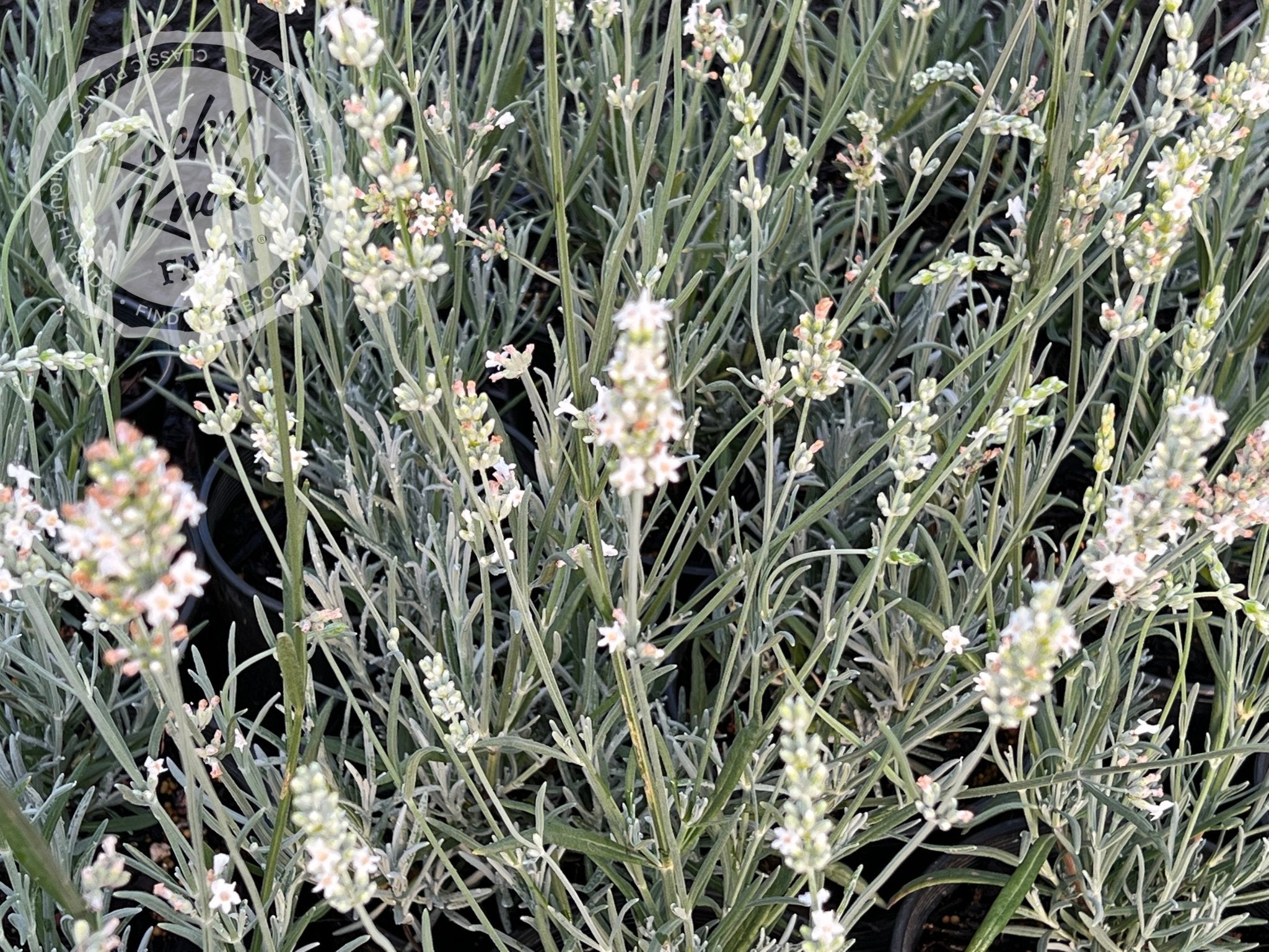 White Grosso Lavender ‘Alba’ (Lavendula x intermedia) - Rocky Knoll Farm