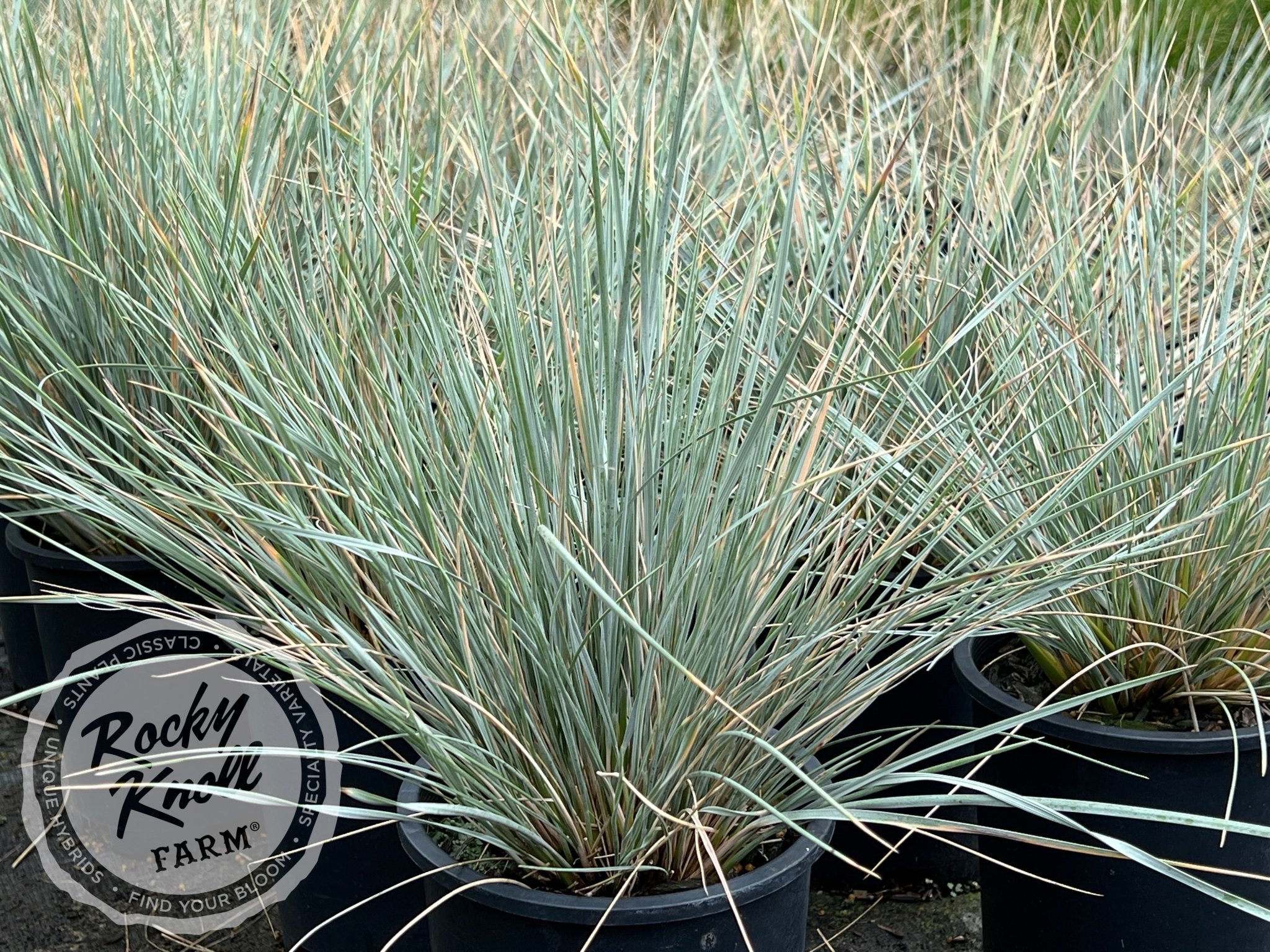 Blue Ornamental Grass