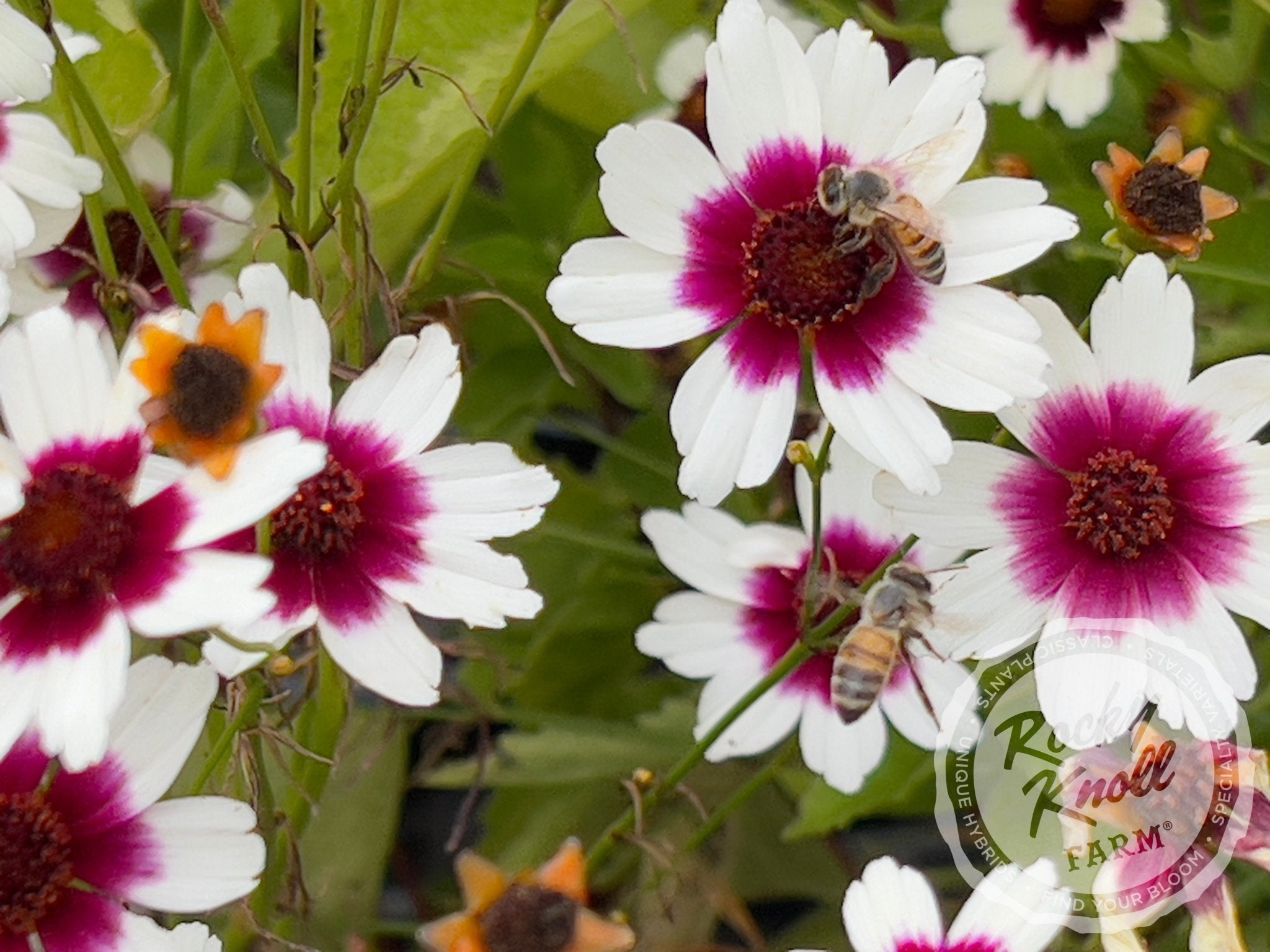 Coreopsis Satin & Lace™ 'Ice Wine' (Tickseed) - Rocky Knoll Farm