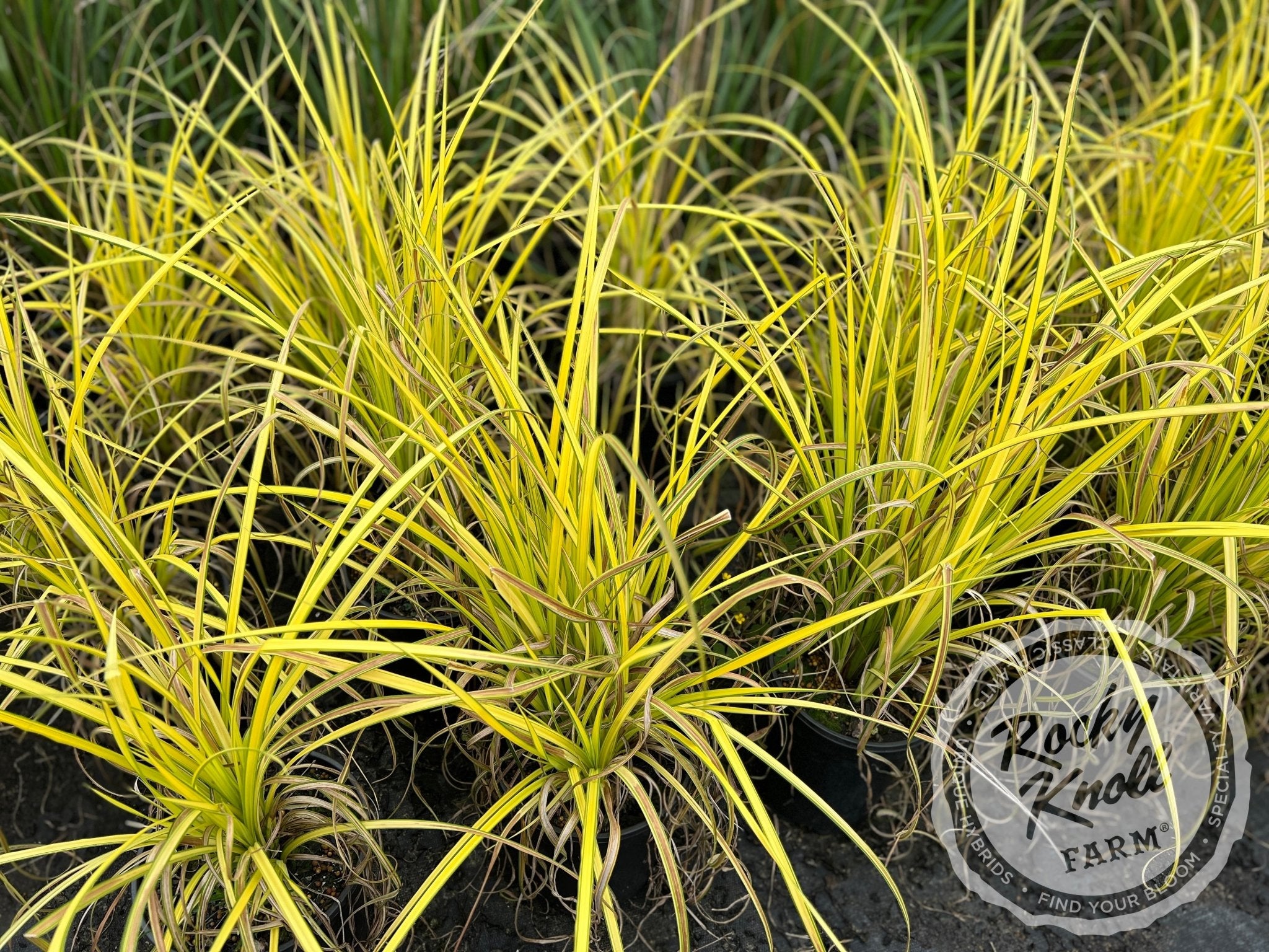 Carex elata - Bowles' Golden Sedge - Rocky Knoll Farm