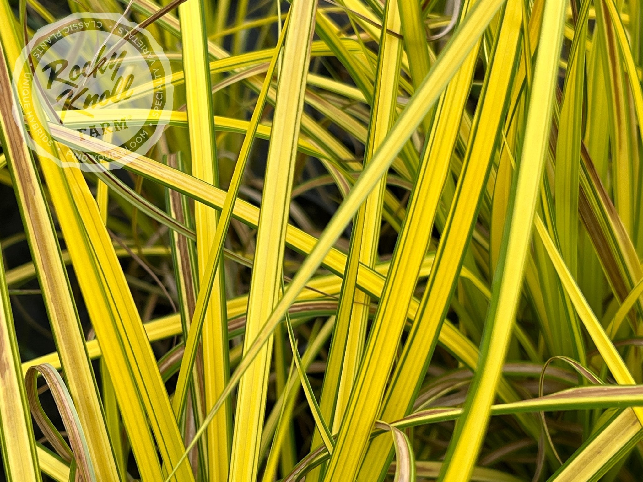 Carex elata - Bowles' Golden Sedge - Rocky Knoll Farm