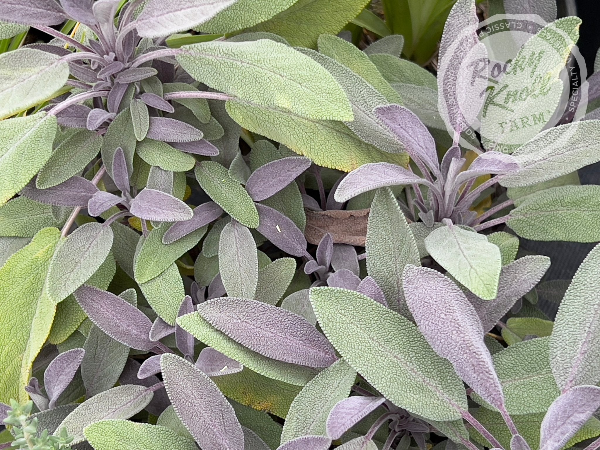 Purple Sage - Salvia officinalis 'Purpurea' - Rocky Knoll Farm