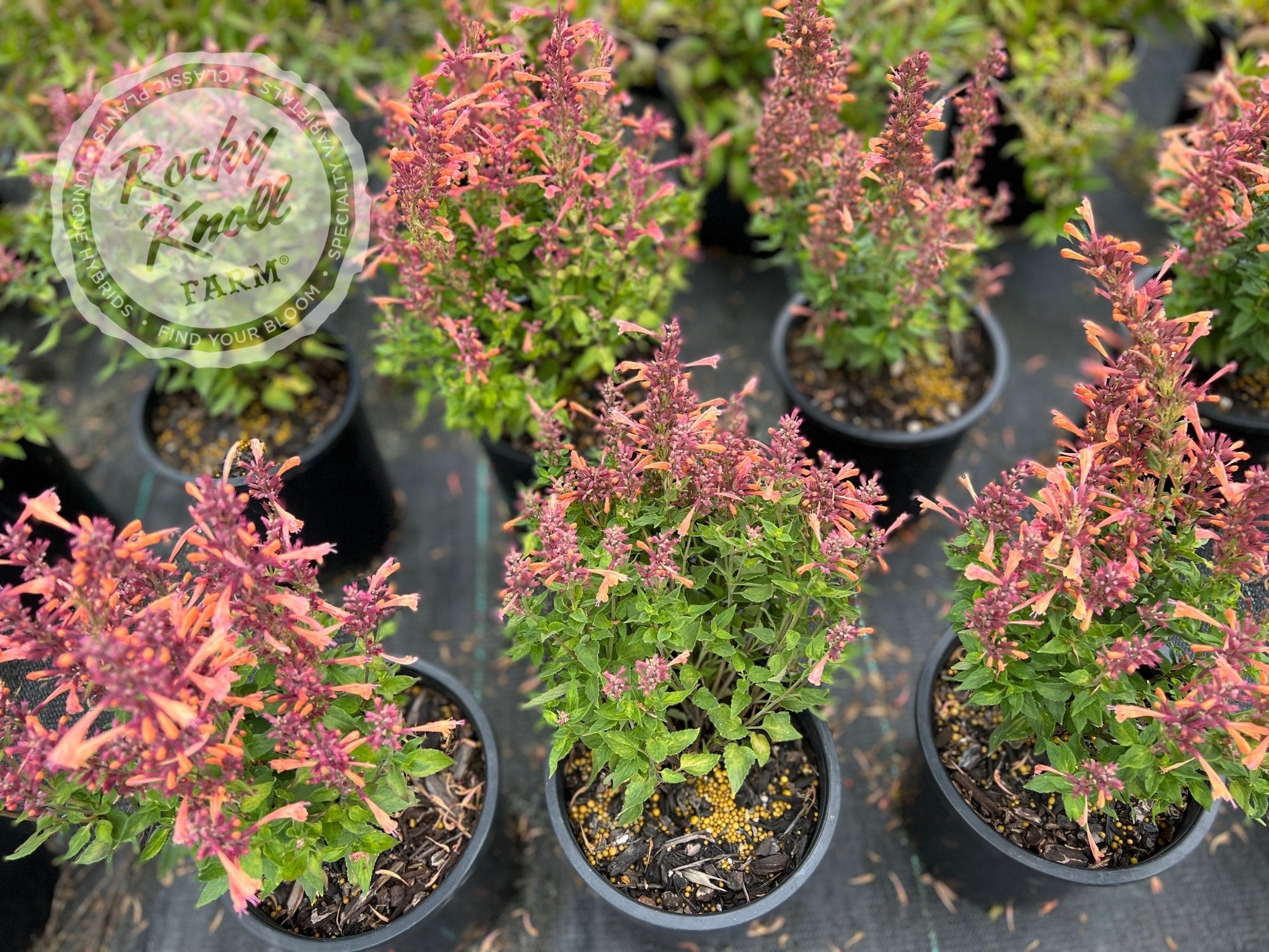 Agastache 'Mango Tango' Hummingbird Mint - Rocky Knoll Farm