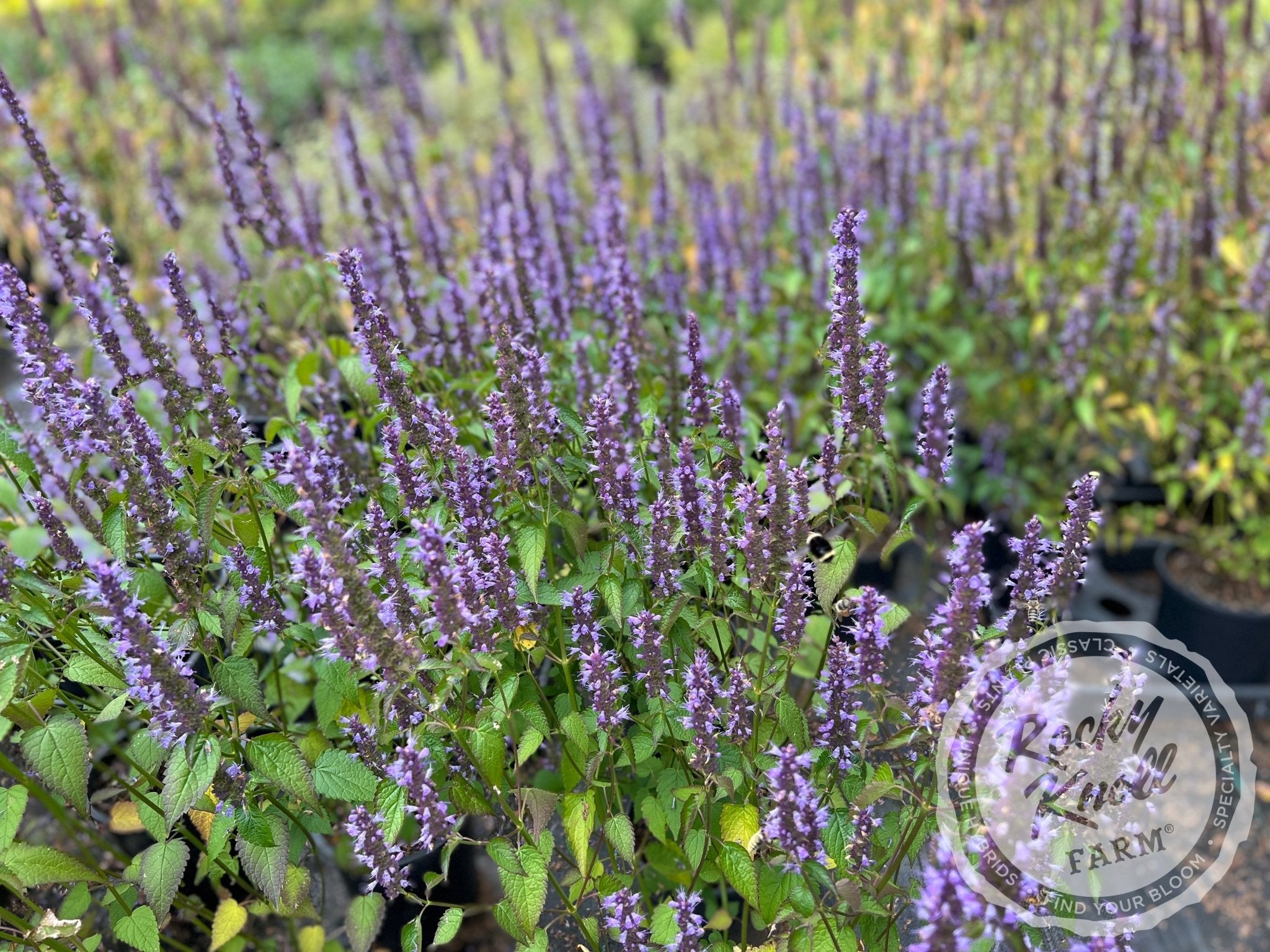 Agastache rugosa 'Little Adder' Anise Hyssop - Rocky Knoll Farm