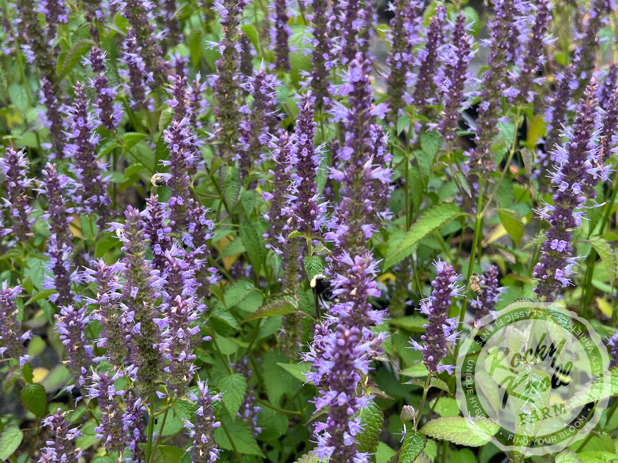 Agastache rugosa 'Little Adder' Anise Hyssop - Rocky Knoll Farm