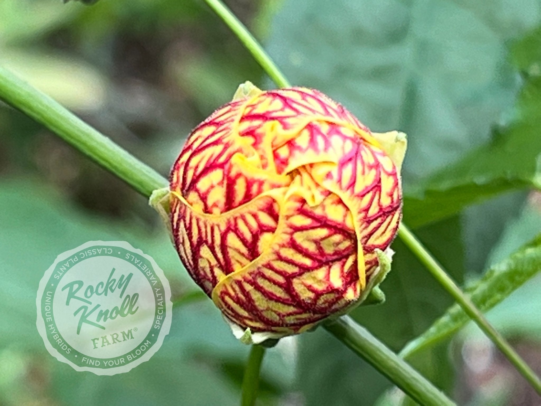 Abutilon - Tiger Eye Flowering Maple - Rocky Knoll Farm